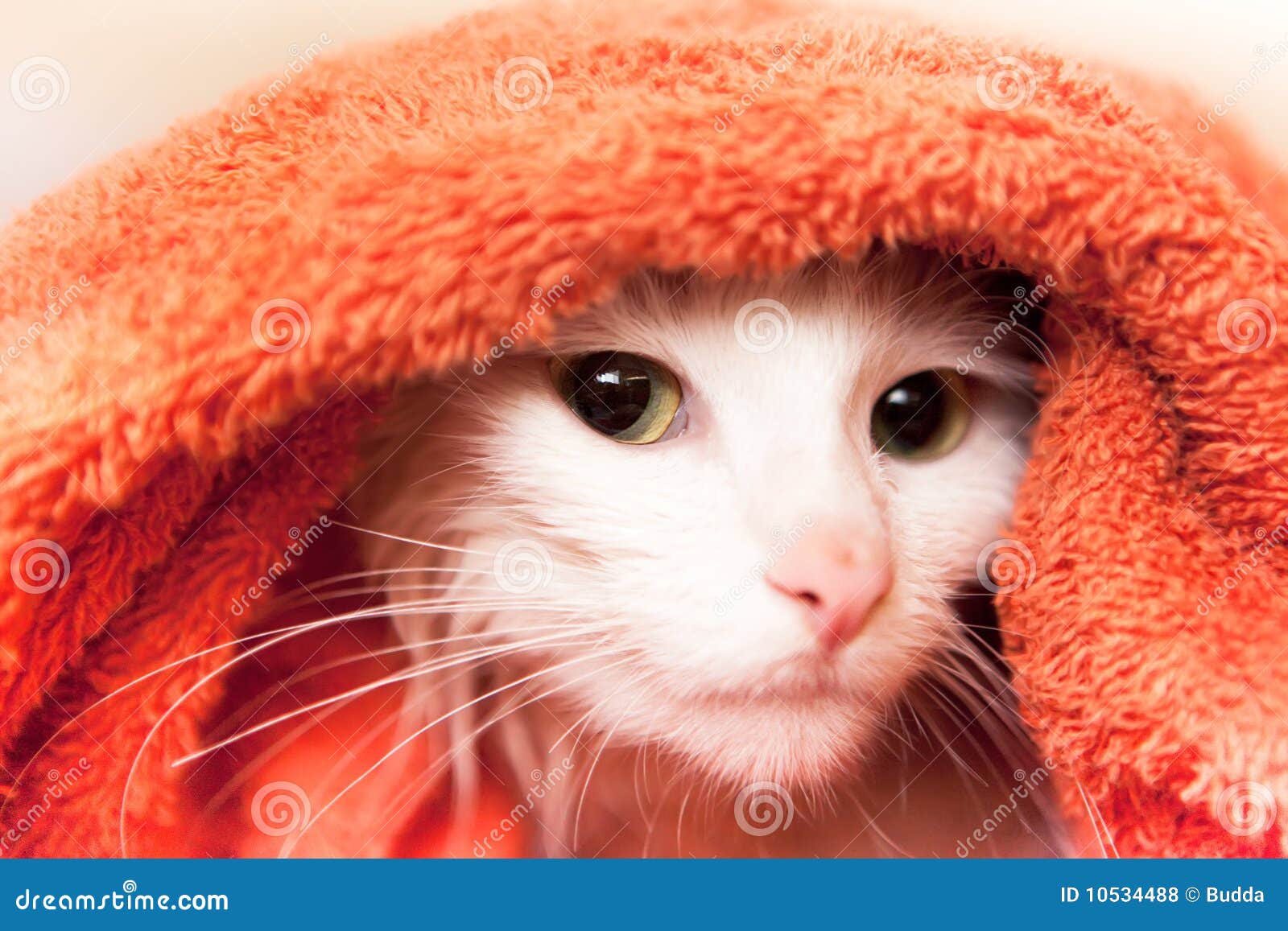 Cat wraped up in a towel stock photo. Image of wash, soft - 10534488