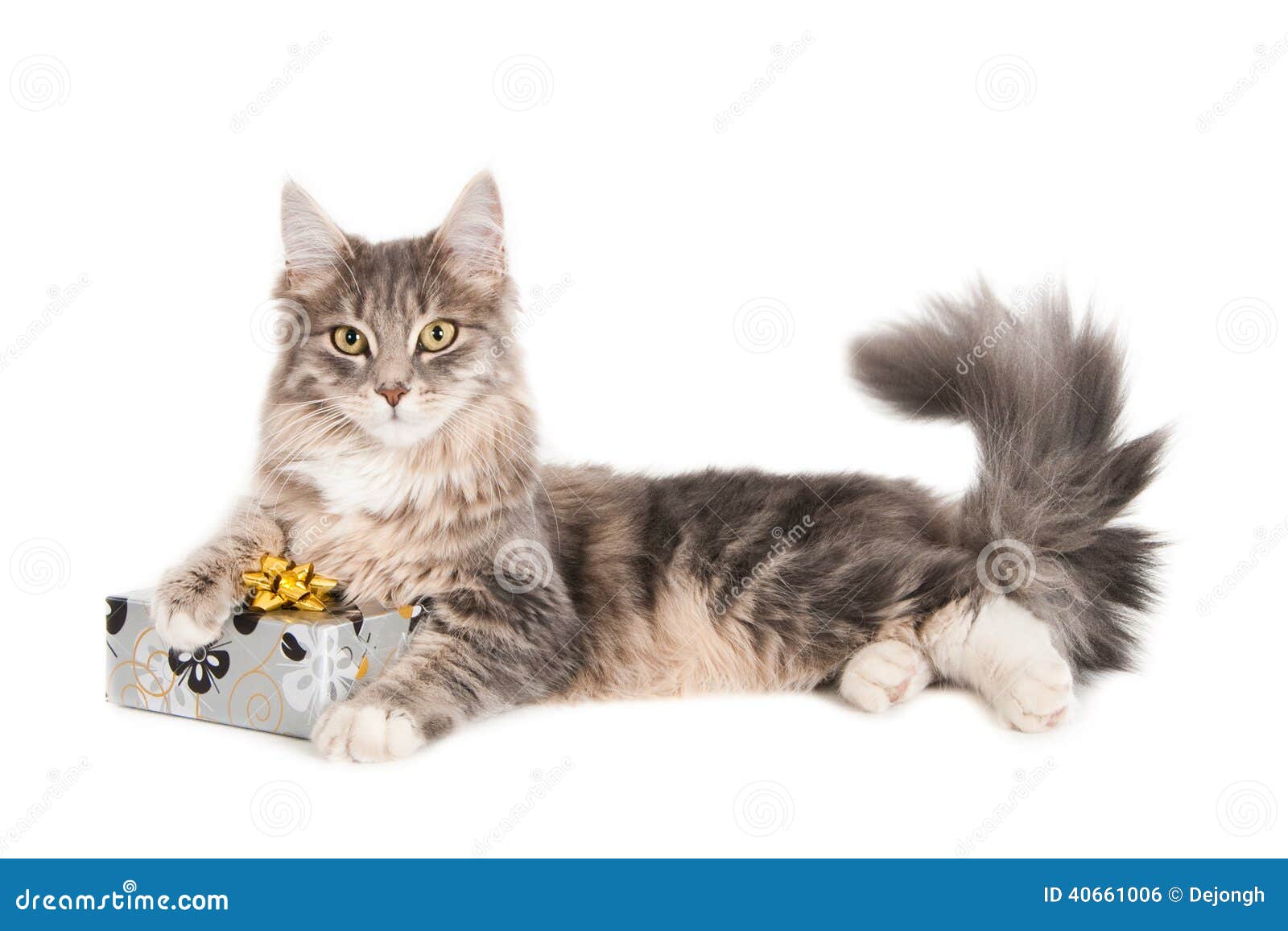 Cat with wrapped gift stock photo. Image of fluffy, lovable - 40661006