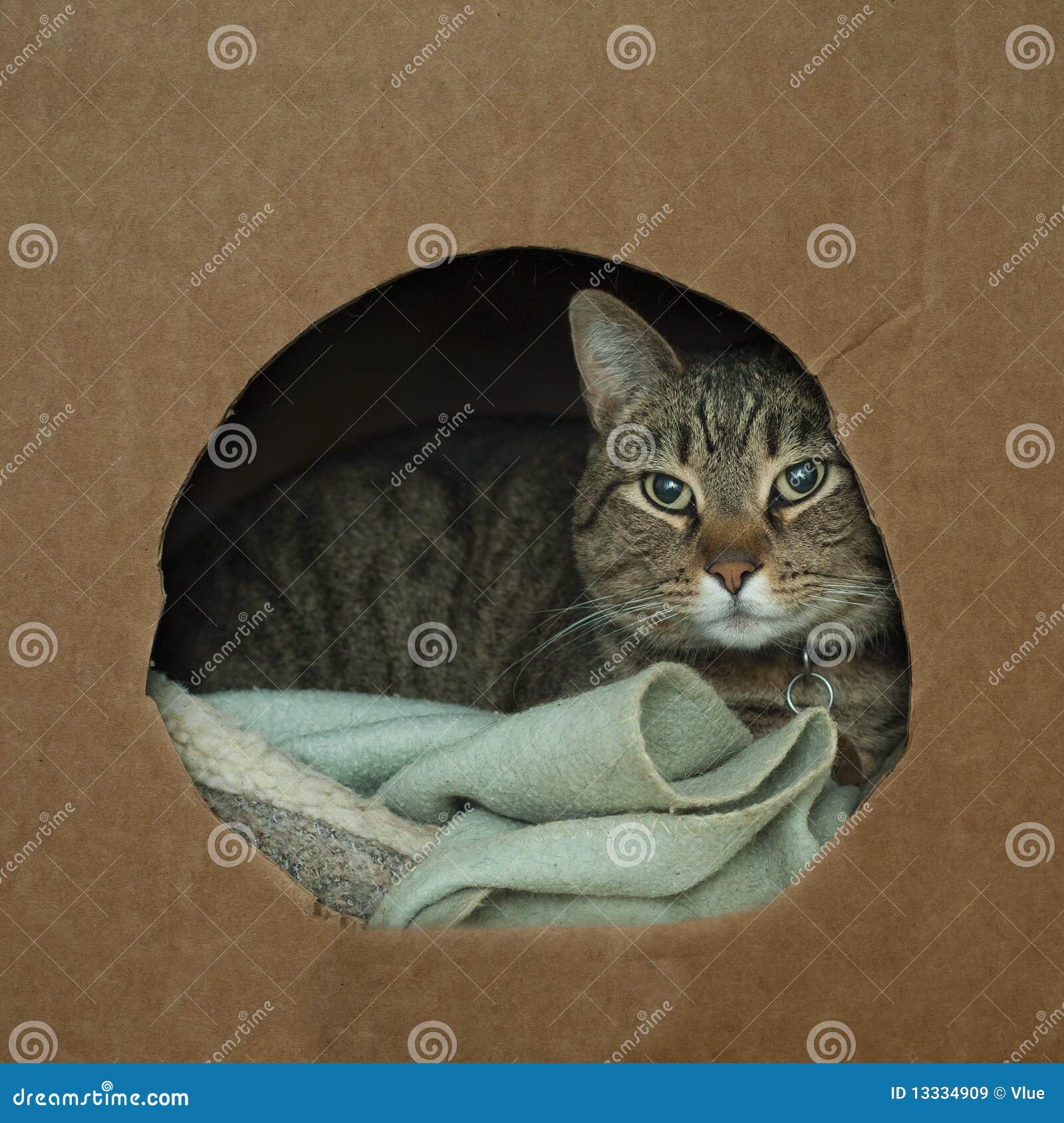 Cat wrapped up in cozy box stock image. Image of mini - 13334909