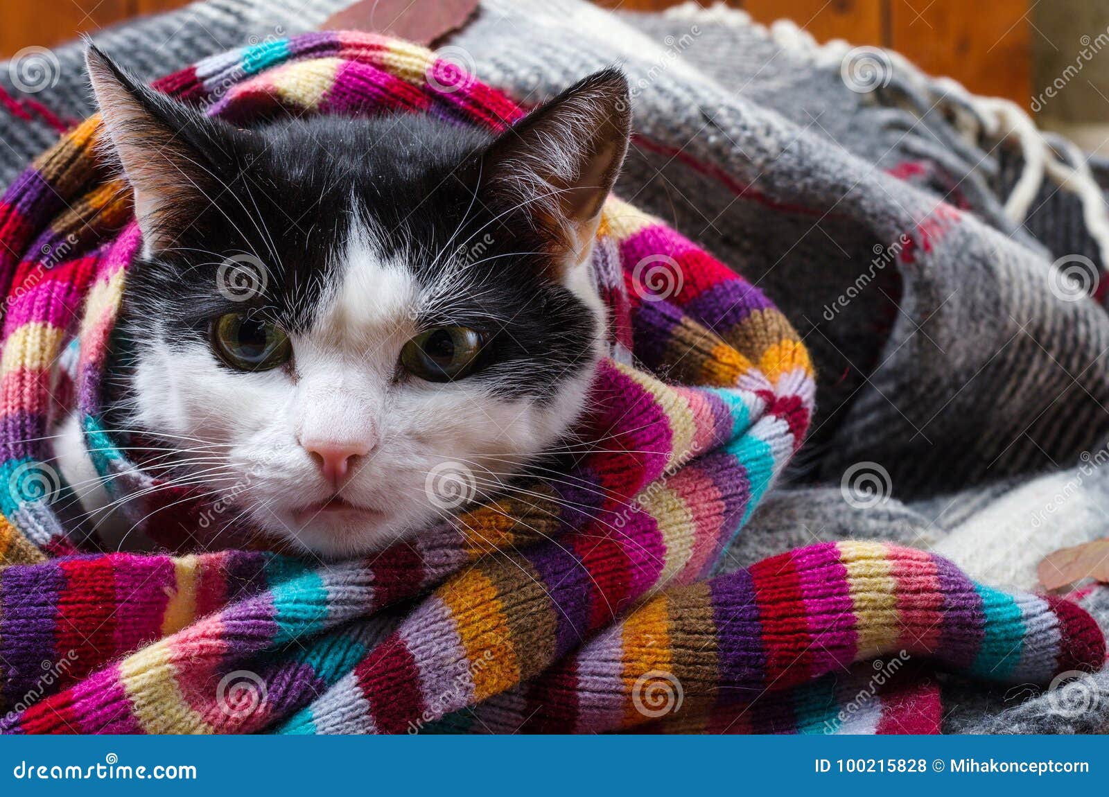 Cat Wrapped in a Warm Scarf. Stock Photo - Image of space, kitty: 100215828