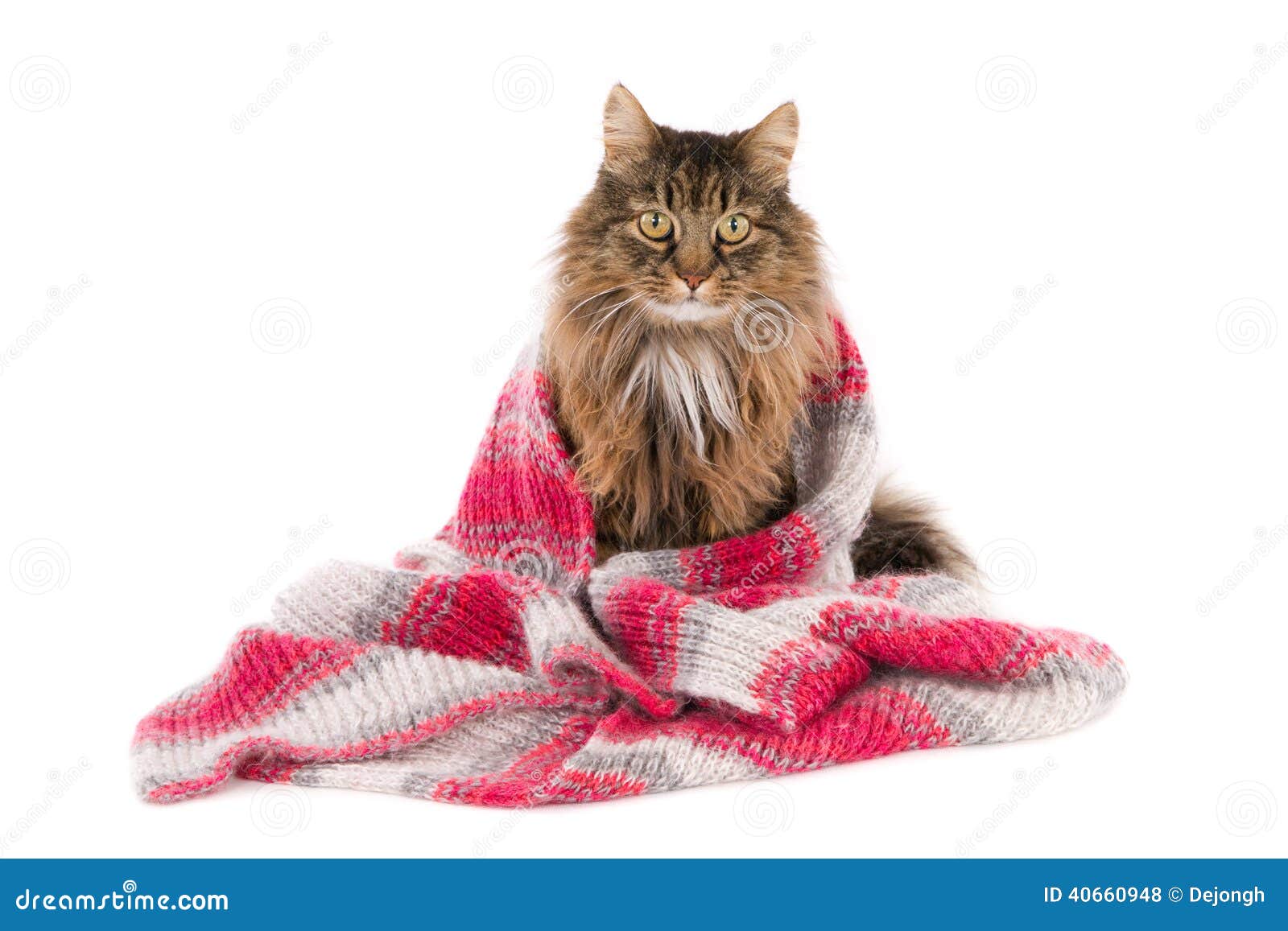 Cat Wrapped in a Woolen Shawl Stock Photo - Image of puss, beautiful ...