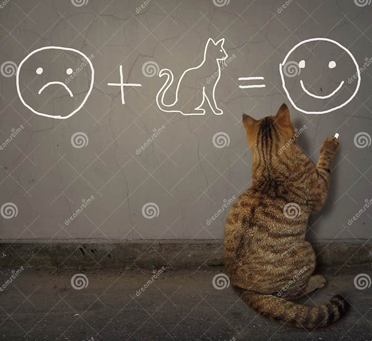 Cat Writes an Equation on the Wall Stock Image - Image of equation ...