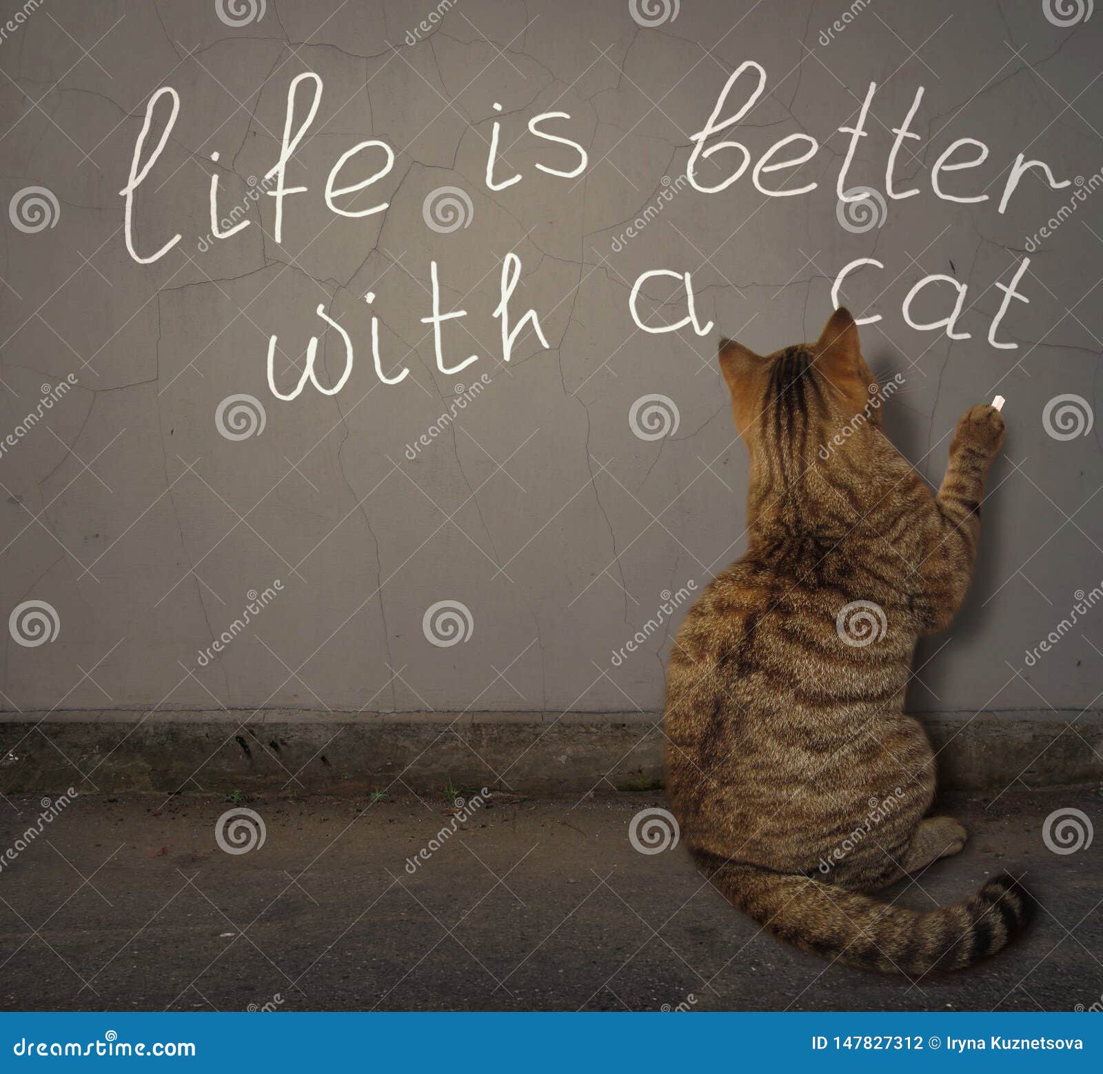 Cat Writes a Sentence on the Wall Stock Photo Image of creative, back ...