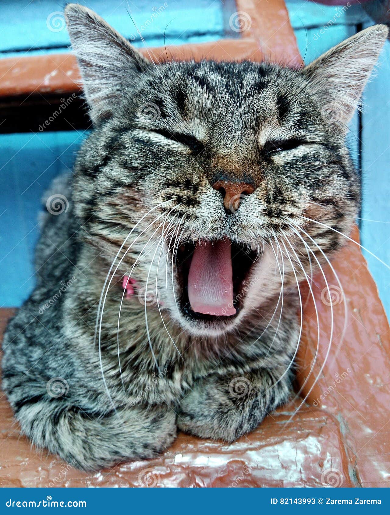 Cat yawing stock image. Image of domestic, yawing, animals - 82143993