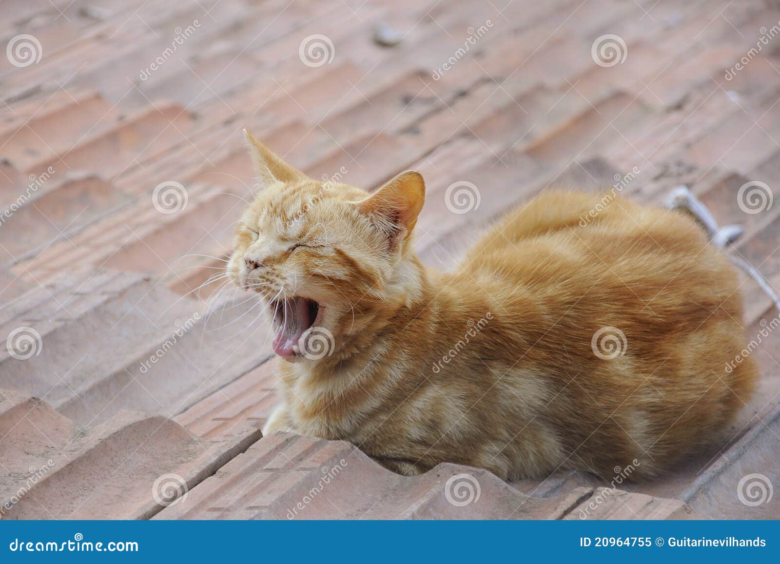 Cat yawn stock image. Image of yawn, kitten, sleeping - 20964755