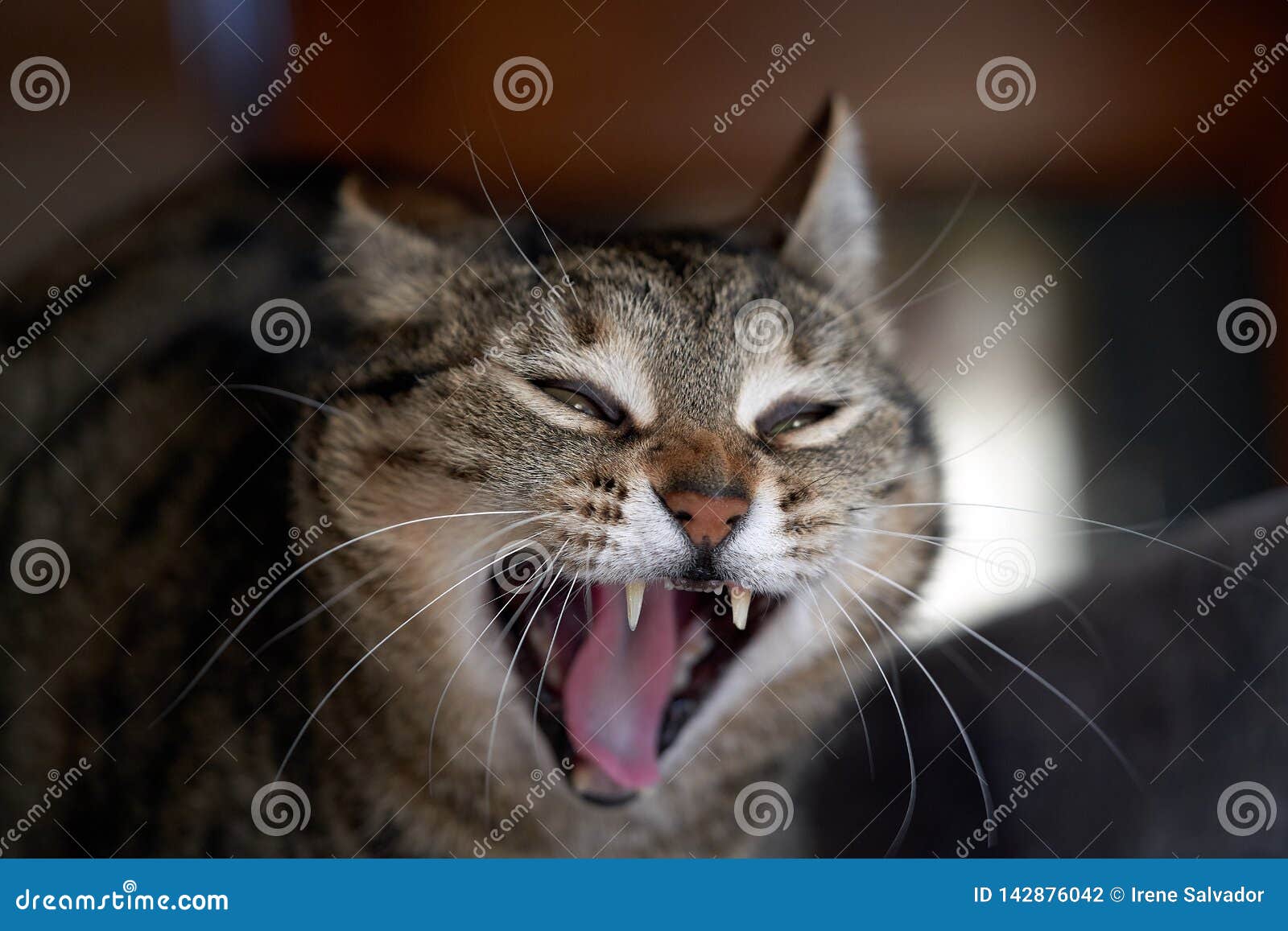 A cat yawn stock photo. Image of portrait, cute, feline - 142876042