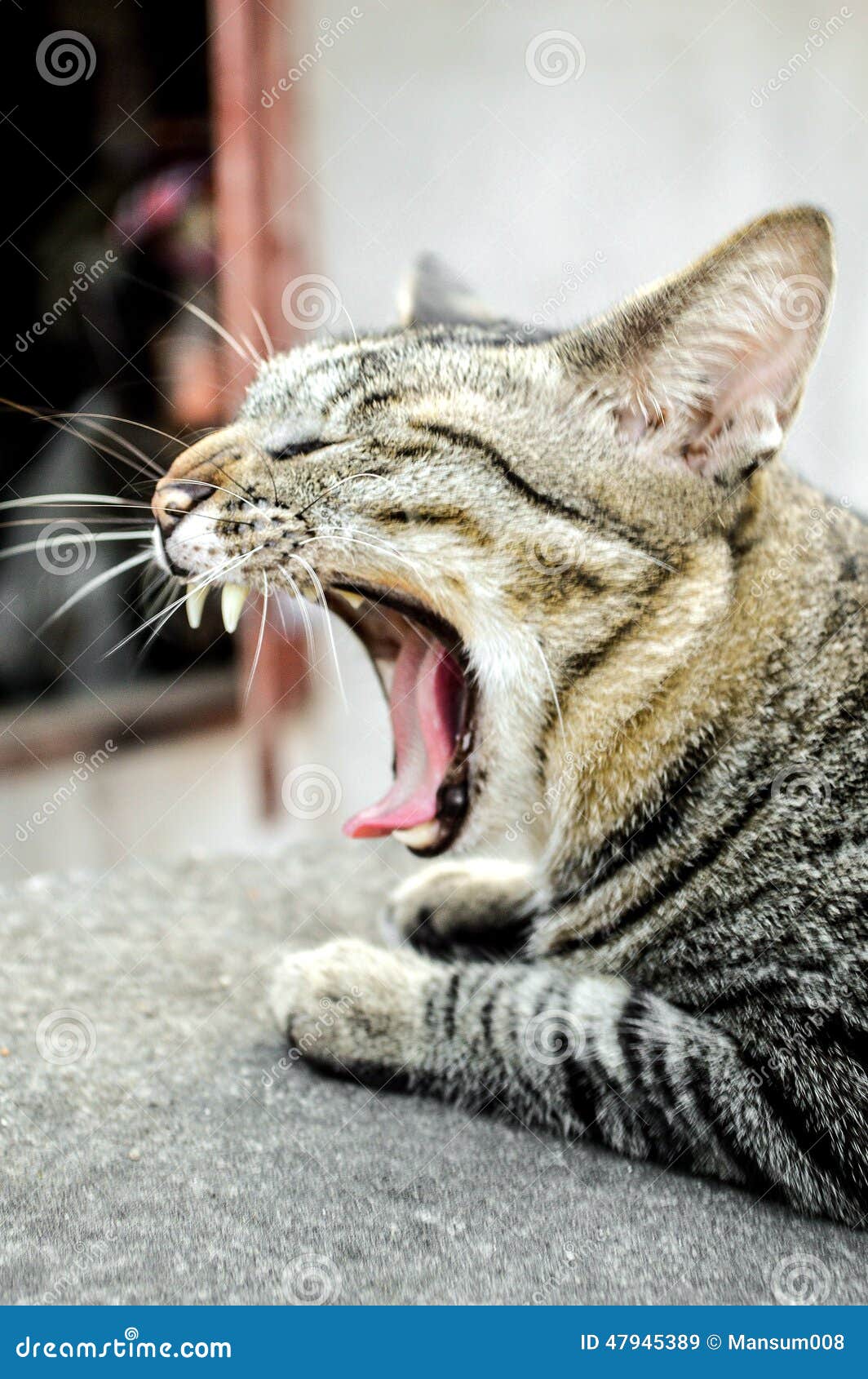 Cat yawn stock image. Image of cute, yawn, animal, mammal - 47945389