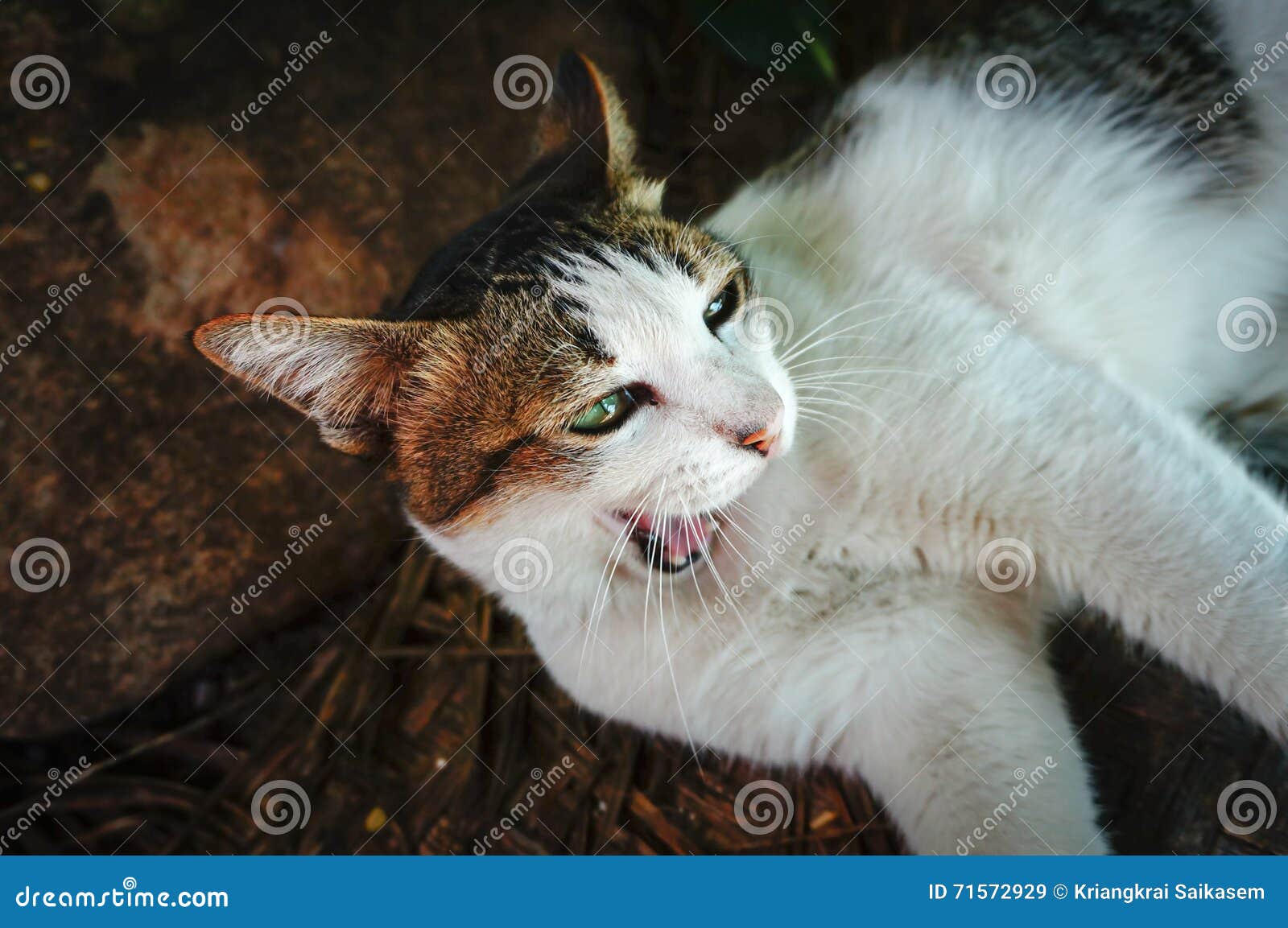 Cat yawn stock image. Image of watch, mammal, stray, rest - 71572929