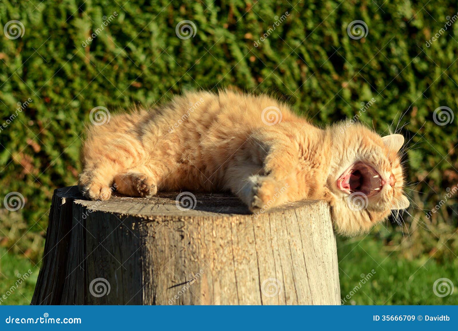 Cat yawn stock image. Image of portrait, garden, lion - 35666709