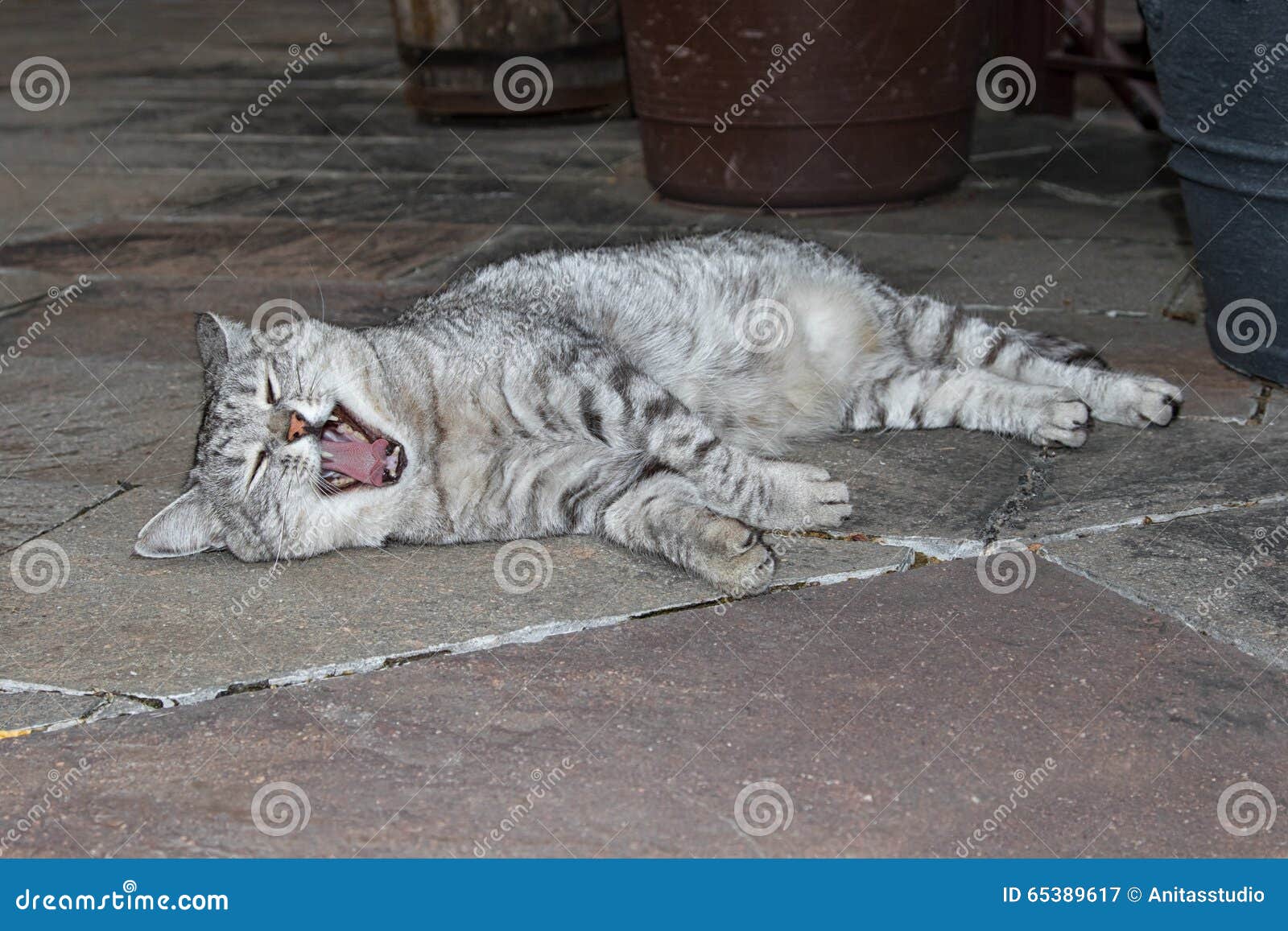 Cat Yawning or Laughing Funny Cat Stock Image - Image of yawn, ears ...