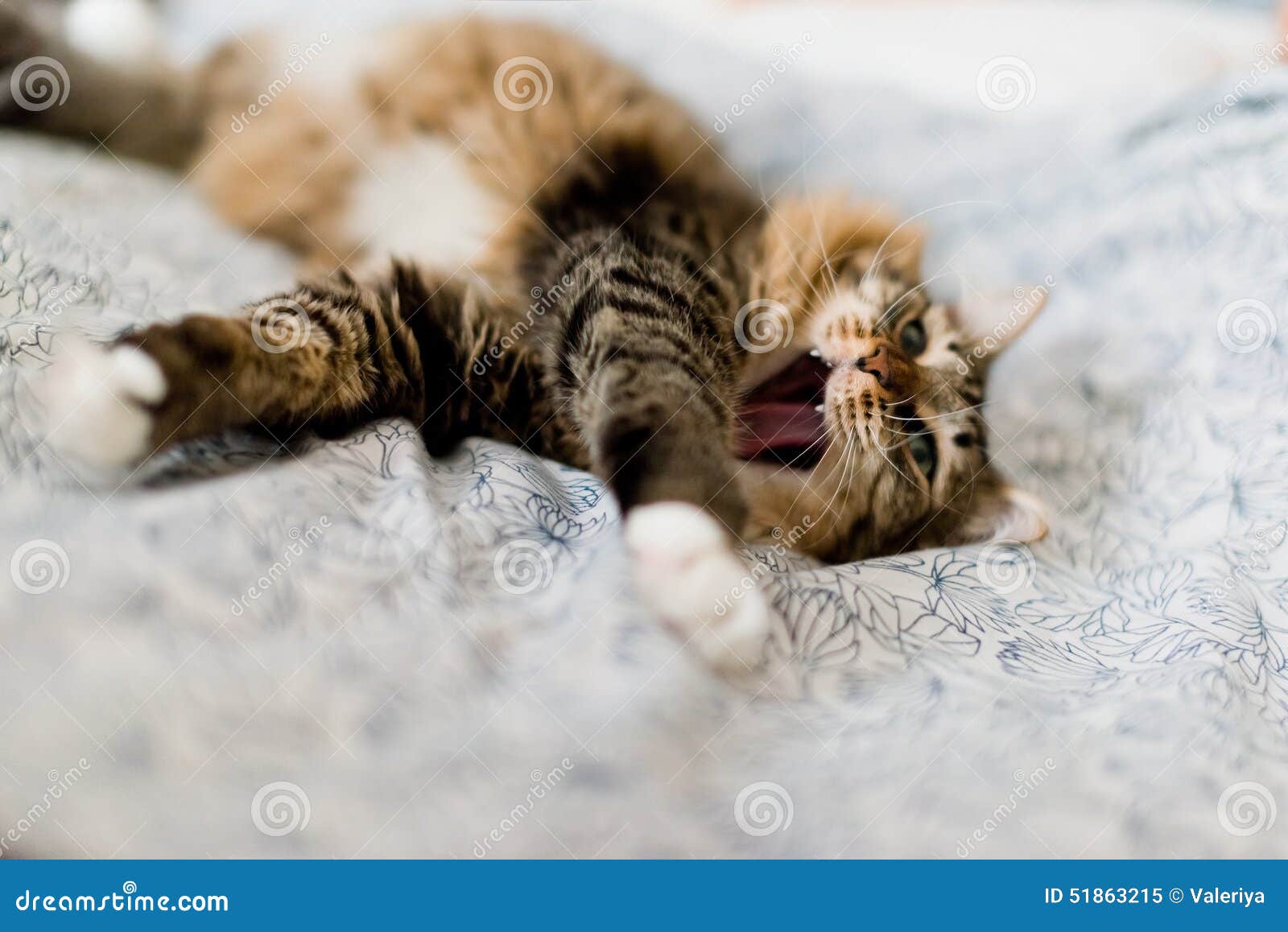 Cat yawning stock image. Image of kitty, guardian, humor - 51863215