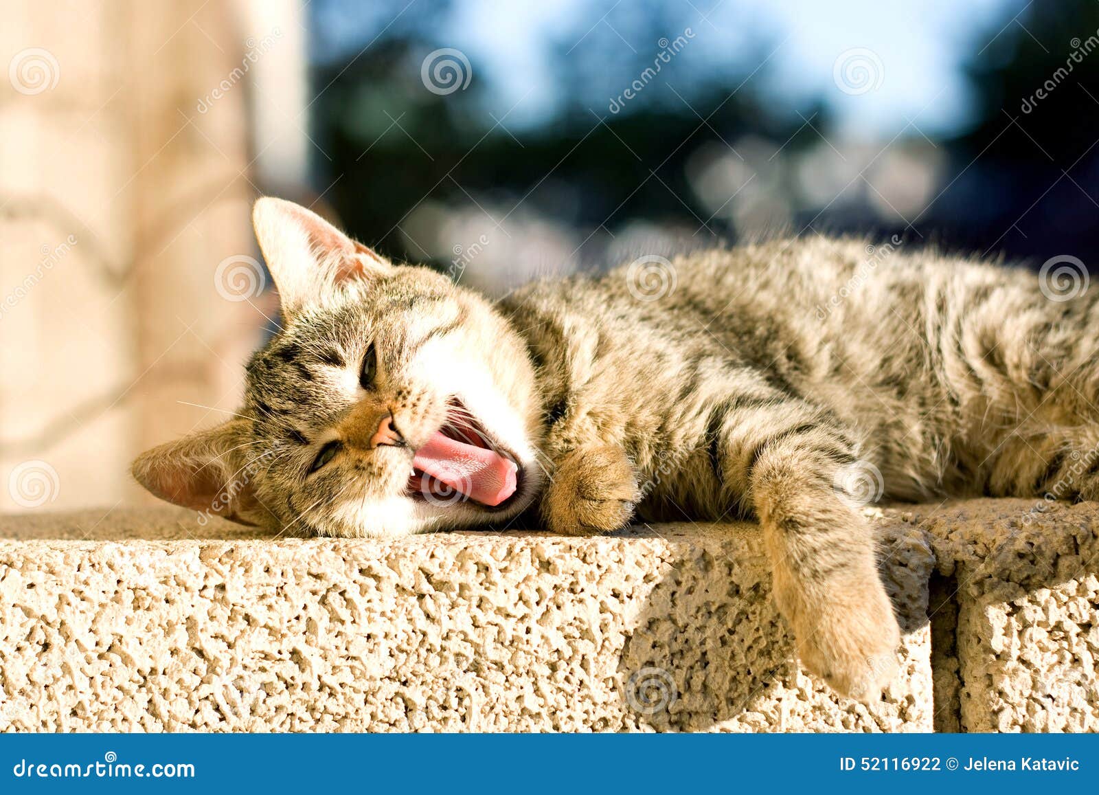 Cat yawning stock photo. Image of kitty, lying, path - 52116922