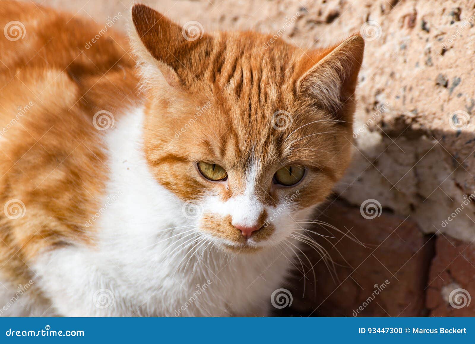 Cat with yellow fur stock photo. Image of nature, ginger - 93447300