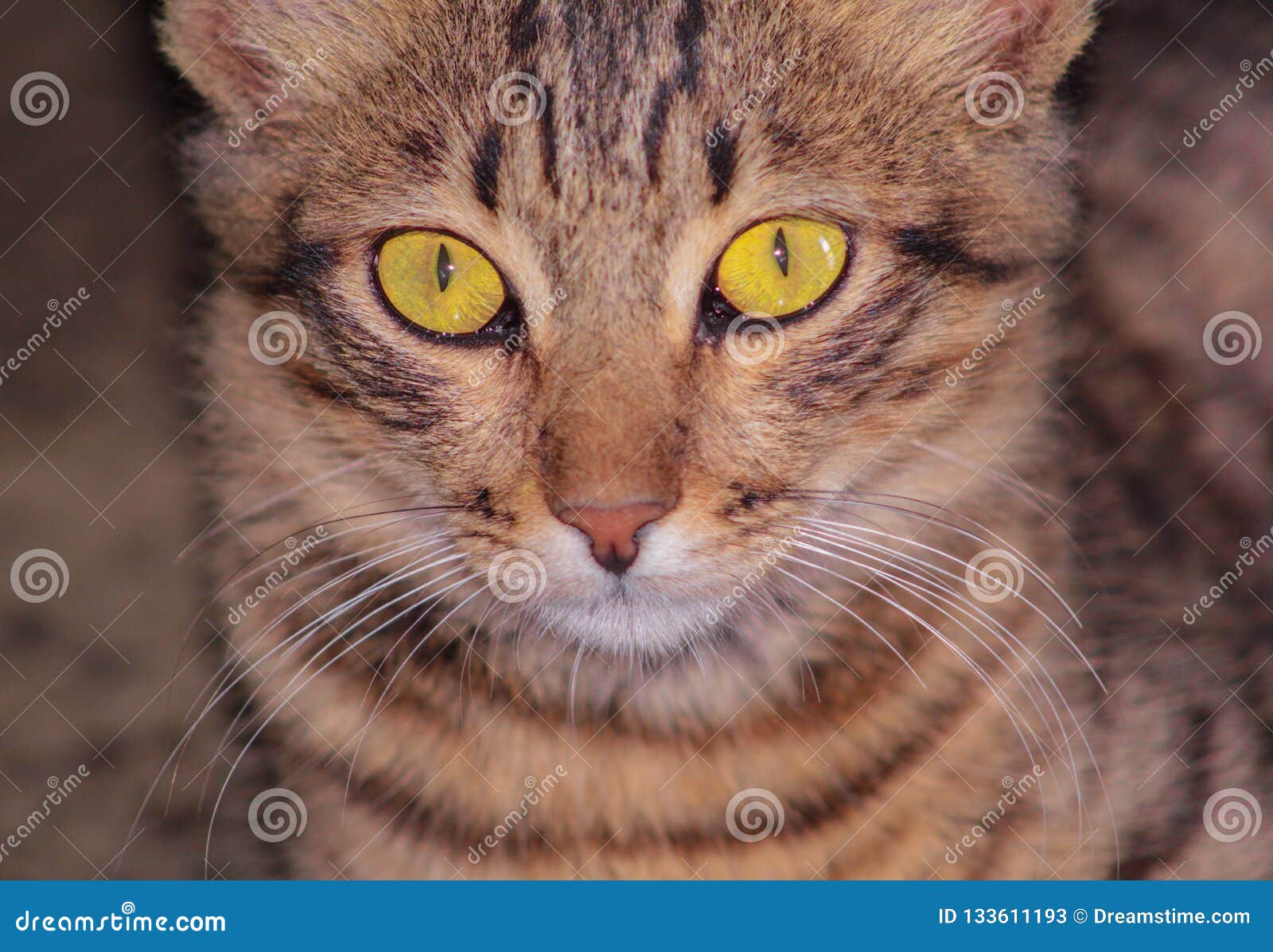 Cat stock image. Image of yellow, cats, eyes, mammal - 133611193