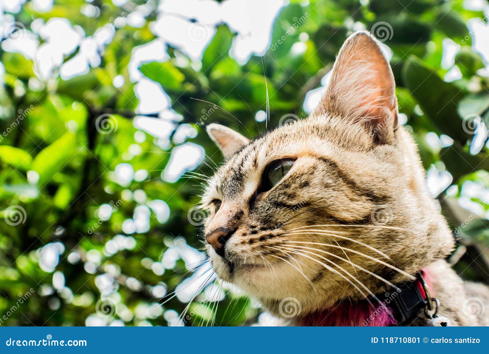 Cat thinking stock image. Image of thinking, attack - 118710801