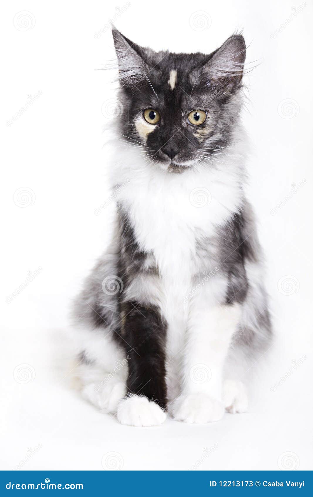 183 Maine Coone Cat Stock Photos - Free & Royalty-Free Stock Photos ...