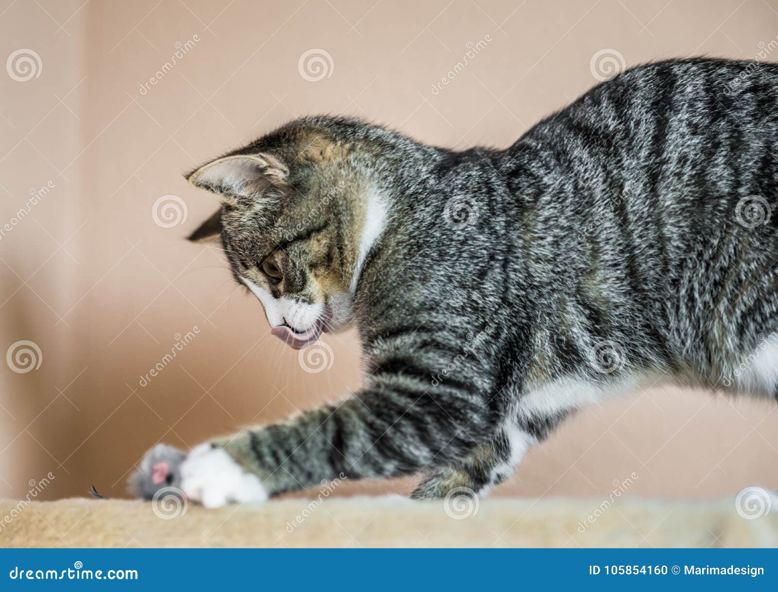 Cat stock photo. Image of scratching, felidae, felis - 105854160
