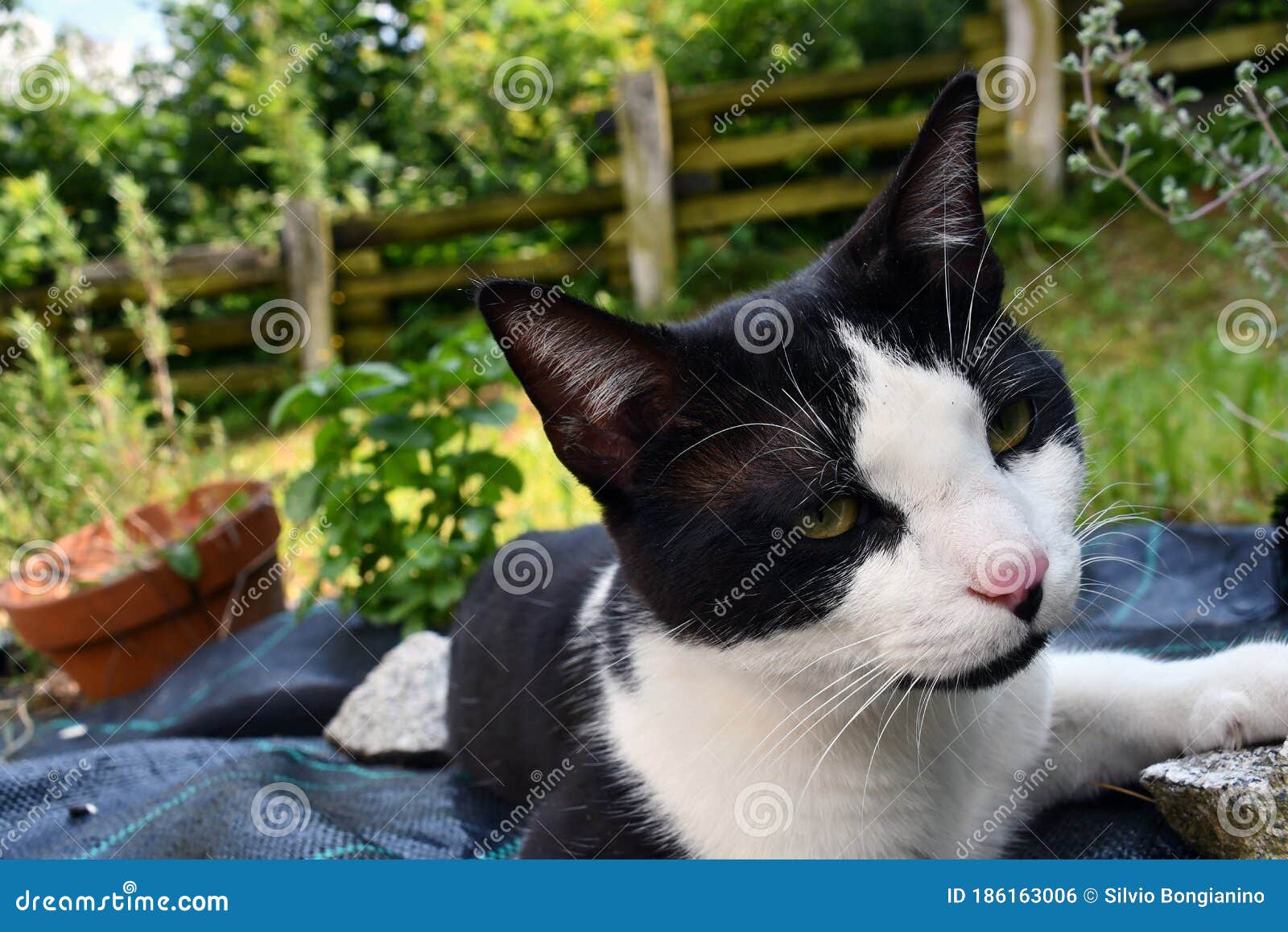 Young Cat Wanders Photos - Free & Royalty-Free Stock Photos from Dreamstime