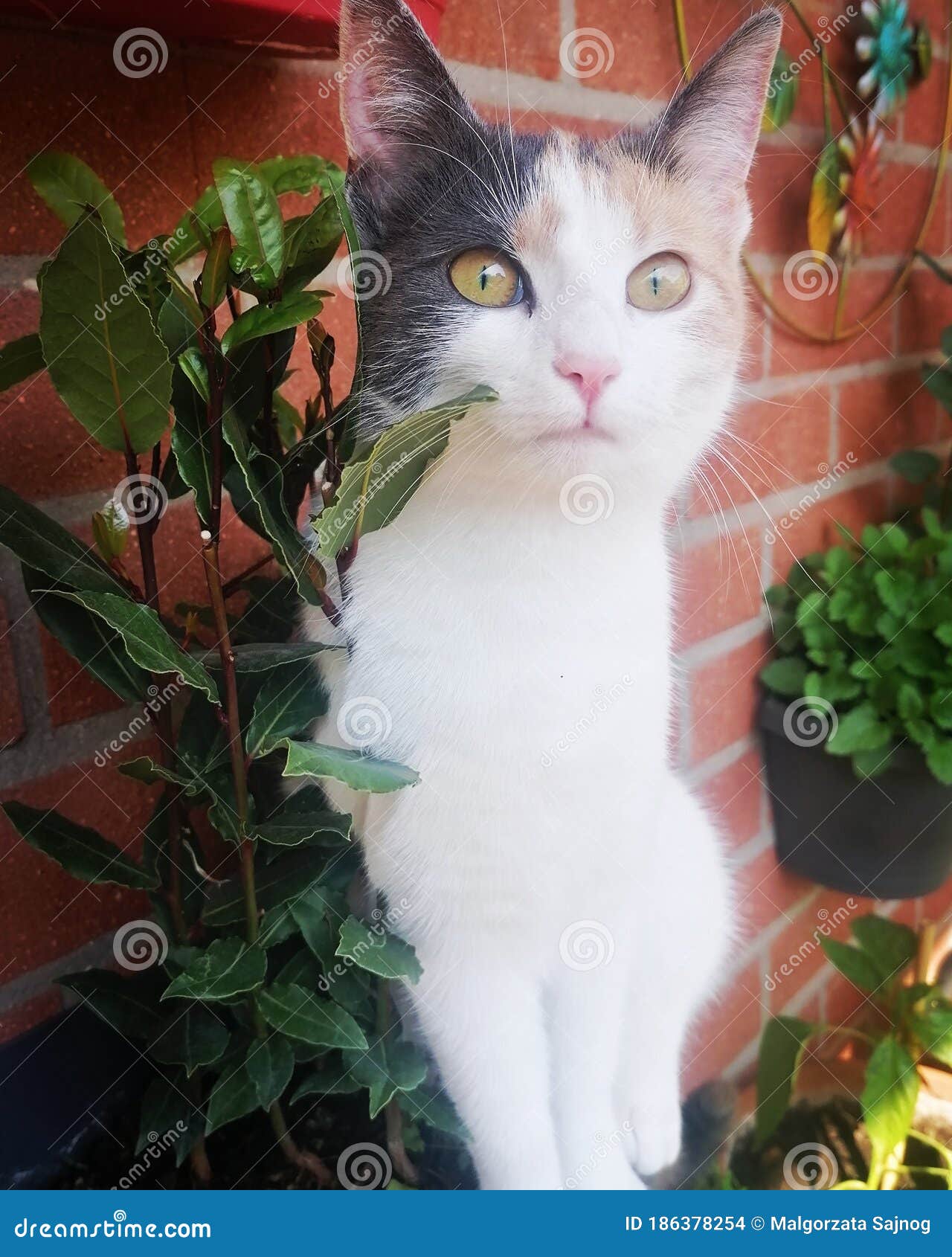 Cat Zelda On The Balcony Stock Photography | CartoonDealer.com #186378254