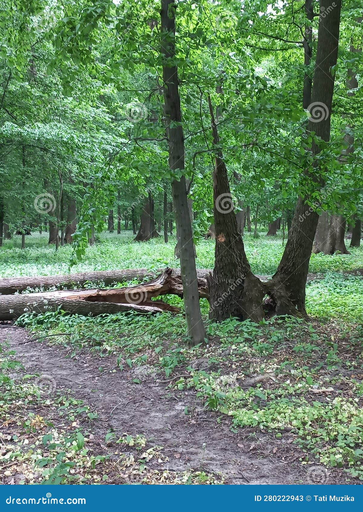 Cataclysm. Forest Landscape. Stock Image - Image of leaf, jungle: 280222943