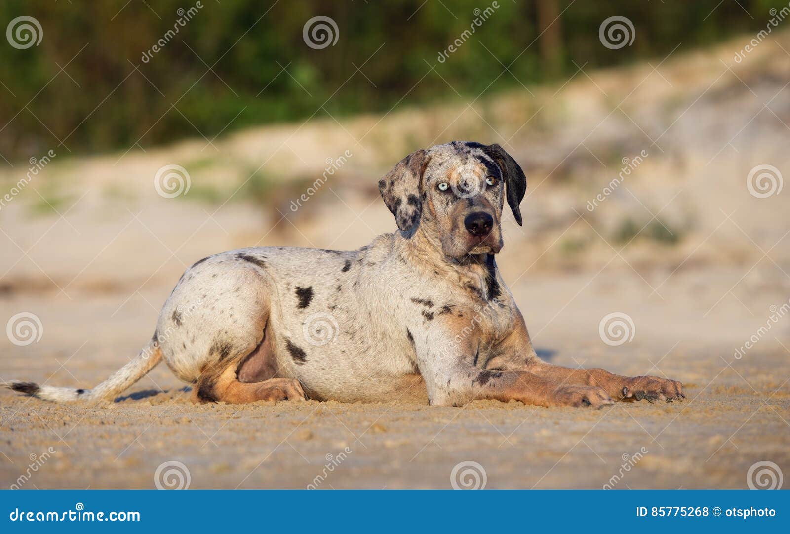 Catahoula dog outdoors stock photo. Image of color, puppy - 85775268