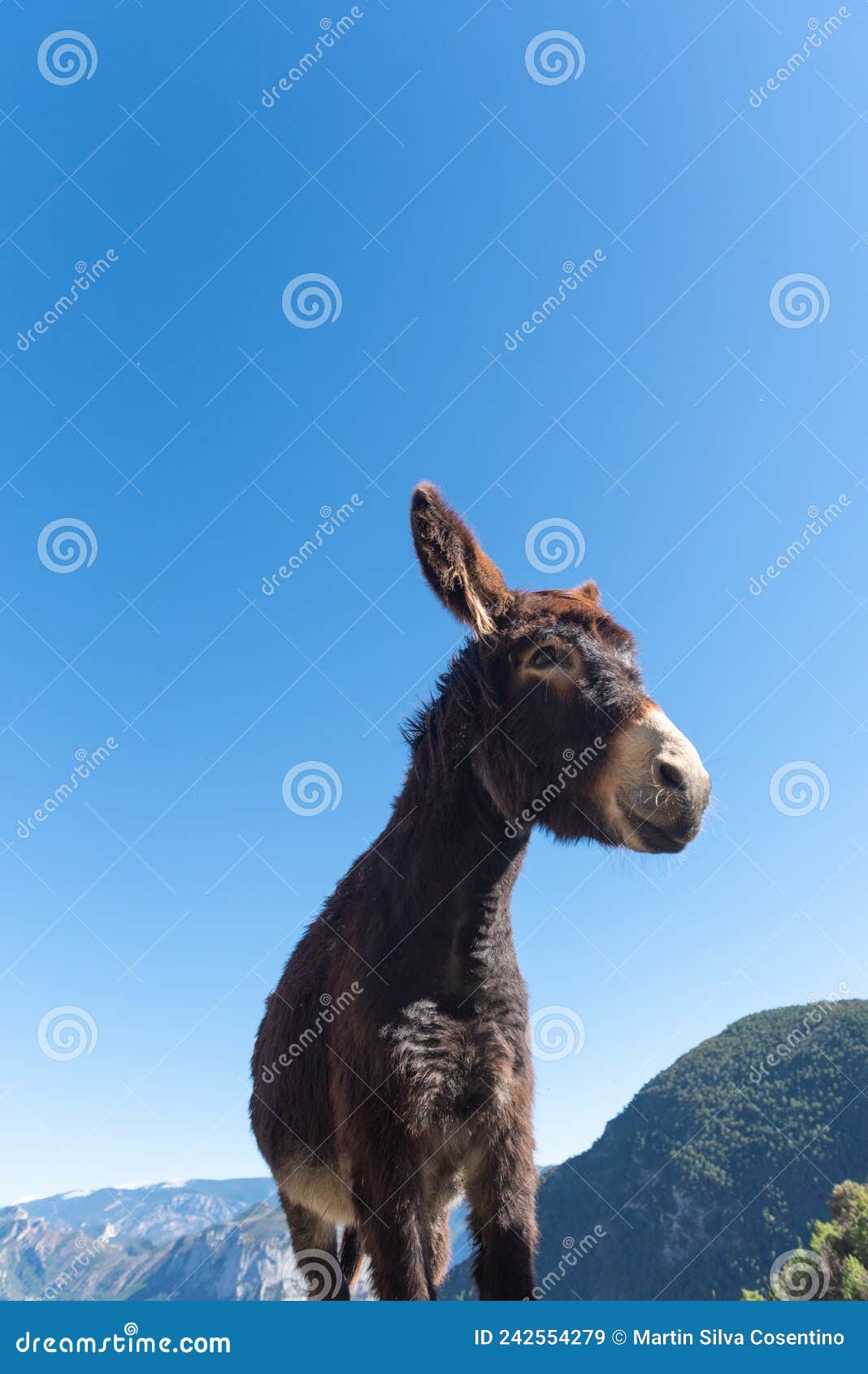 Catalan Donkeys in the Pyrenees in Spain Stock Image - Image of europe ...