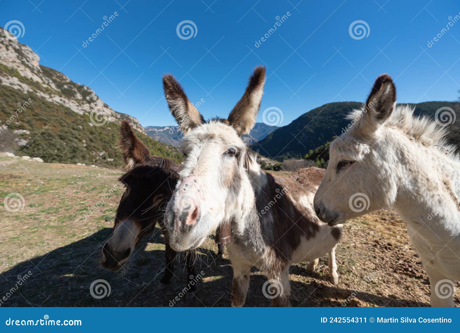 Catalan Donkeys in the Pyrenees in Spain Stock Image - Image of animals ...