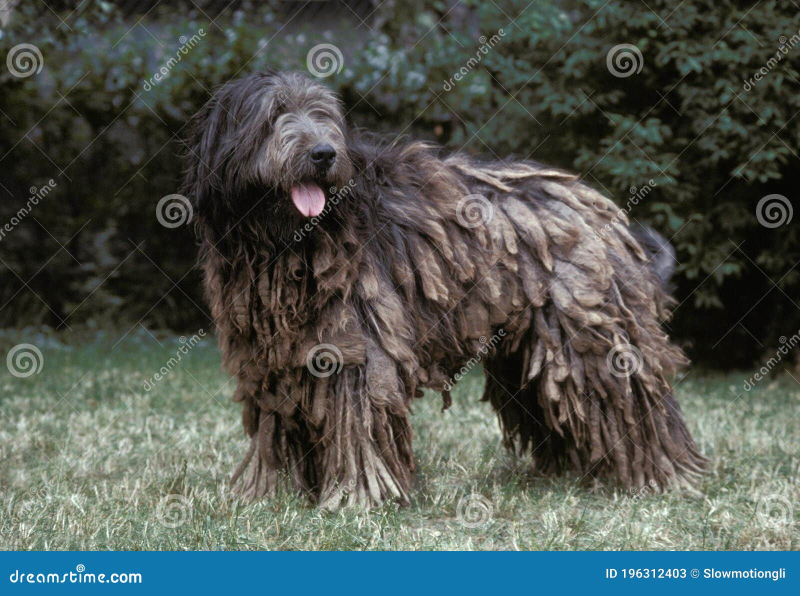 Catalan Sheepdog stock image. Image of adult, profile - 196312403