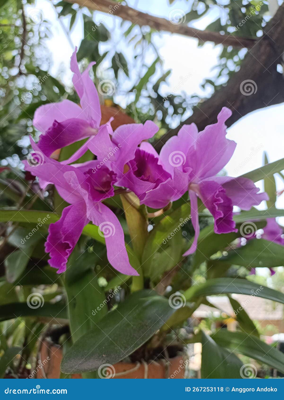 Catalia orchid stock photo. Image of fresh, orchid, nature - 267253118