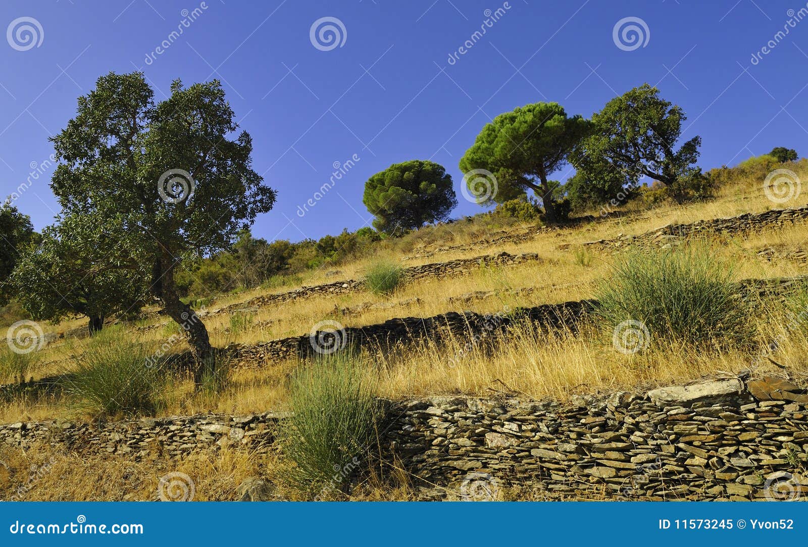 Catalonia landscape stock image. Image of conifere, tree - 11573245