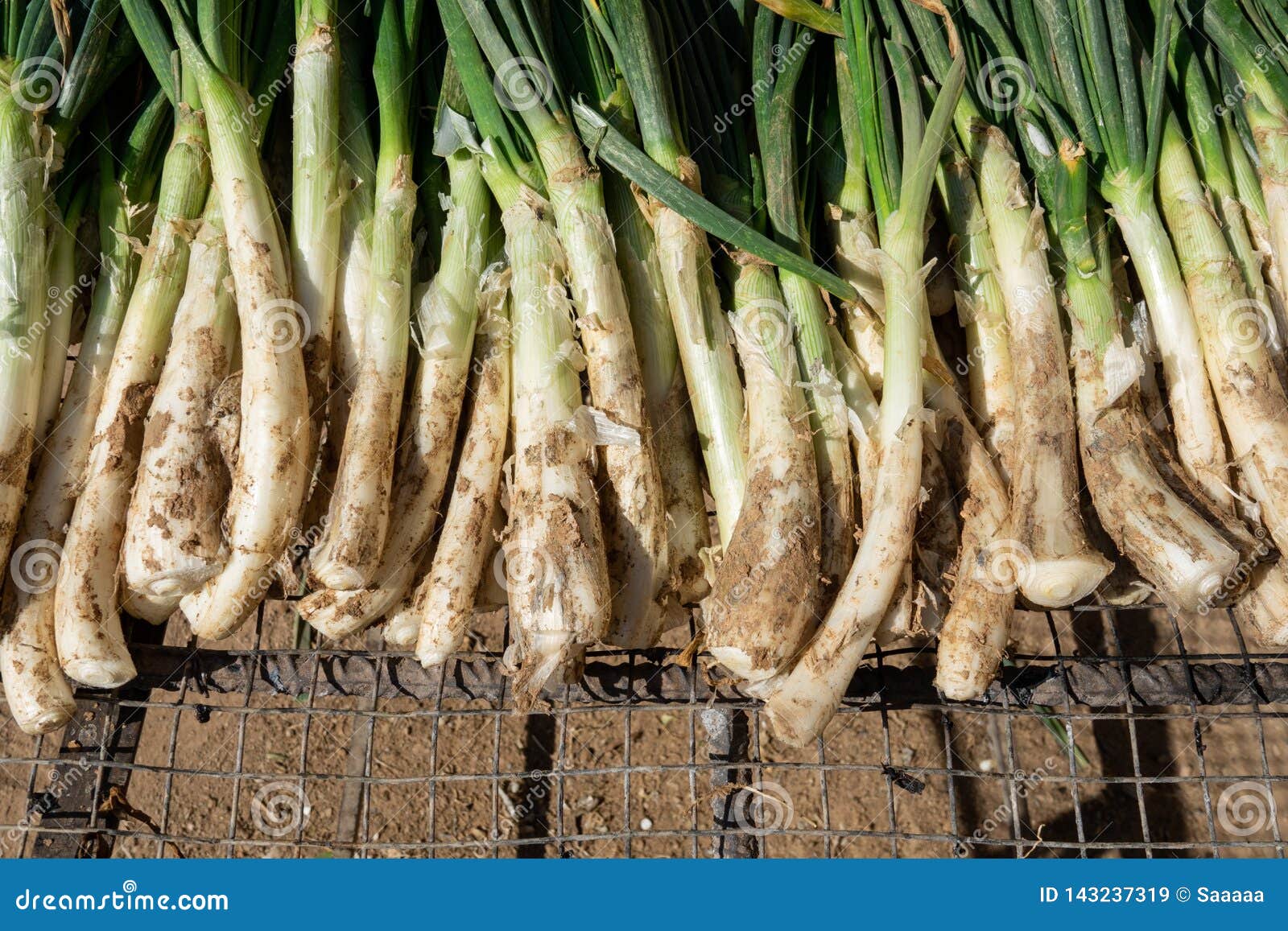 Catalonian Calsots Prepared for Cooking Over Grill Stock Image - Image ...