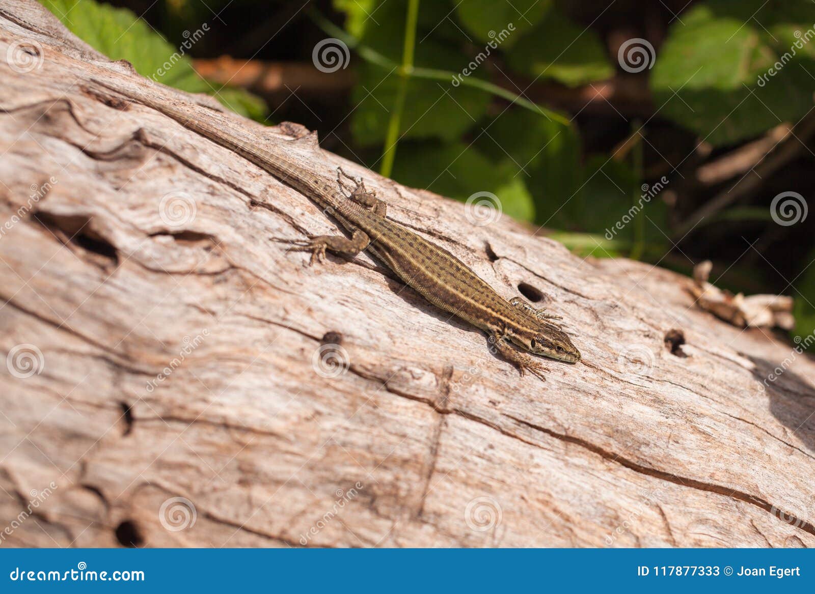 Catalonian Wall LIzard Basking on Log Stock Image - Image of natural ...