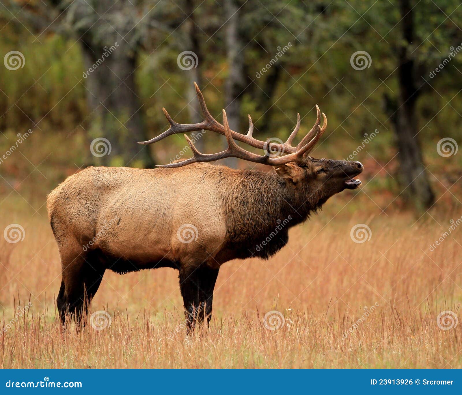 Cataloochee Elk stock photo. Image of bugle, mate, mammal - 23913926