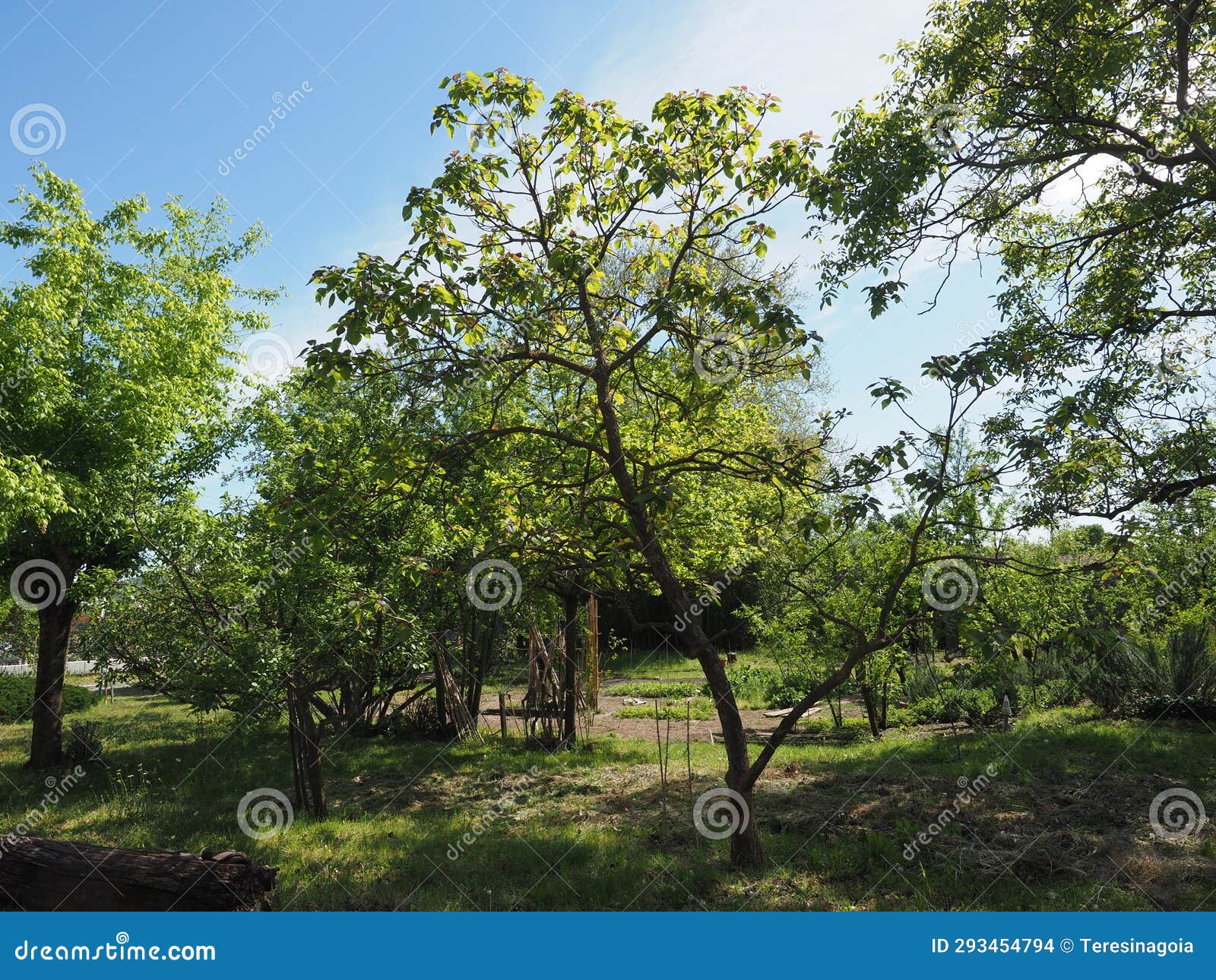 Catalpa Tree Scient. Class. Catalpeae Stock Photo - Image of natural ... Catalpa Tree Scient. Class. Catalpeae Stock Photo - Image of natural ...