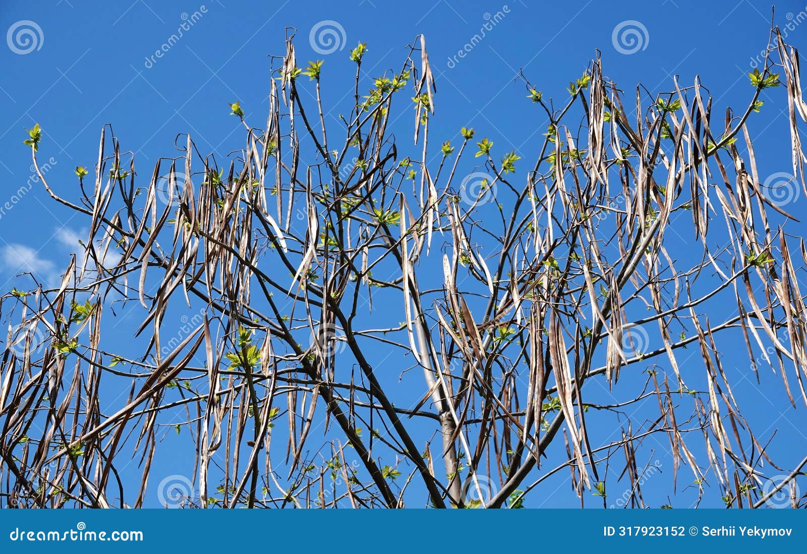Catalpa bignonia tree stock photo. Image of genus, growing - 317923152