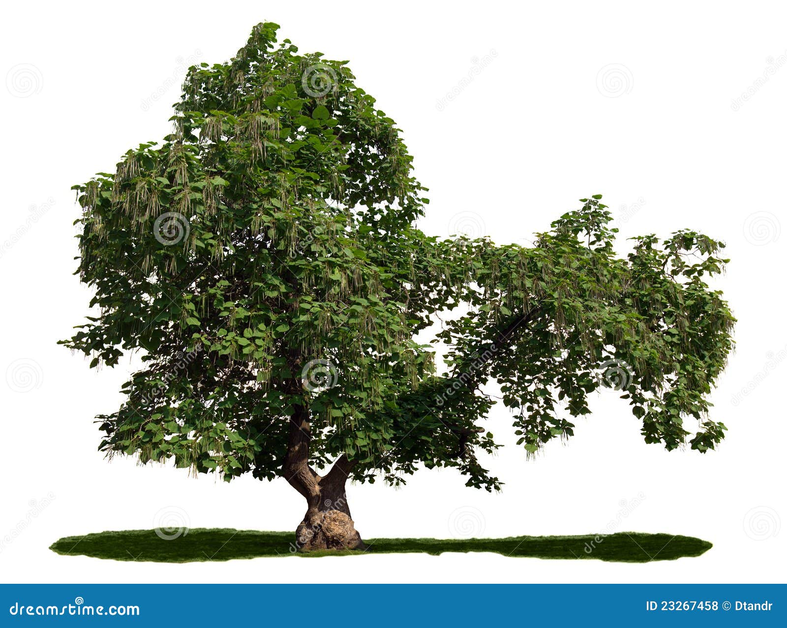 Cigar Tree (Catalpa Bignonioides) In A Park Stock Photography ...