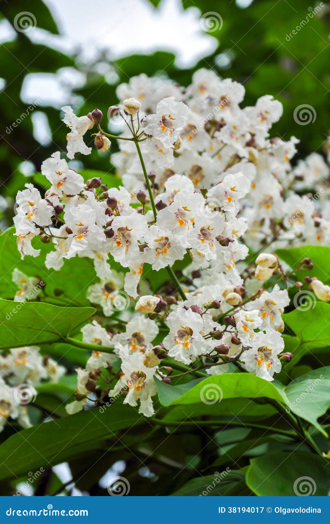Catalpa Blooming Spring, Macro Stock Image - Image of deciduous ...