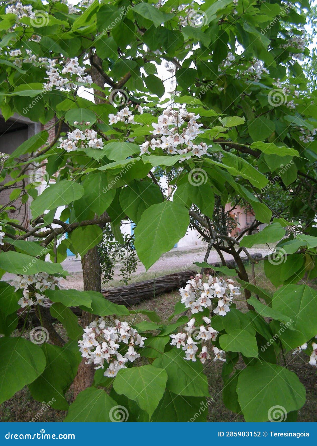 Catalpa. Classe. Bignoniaceae Photo stock - Image of arbre, centrales ...