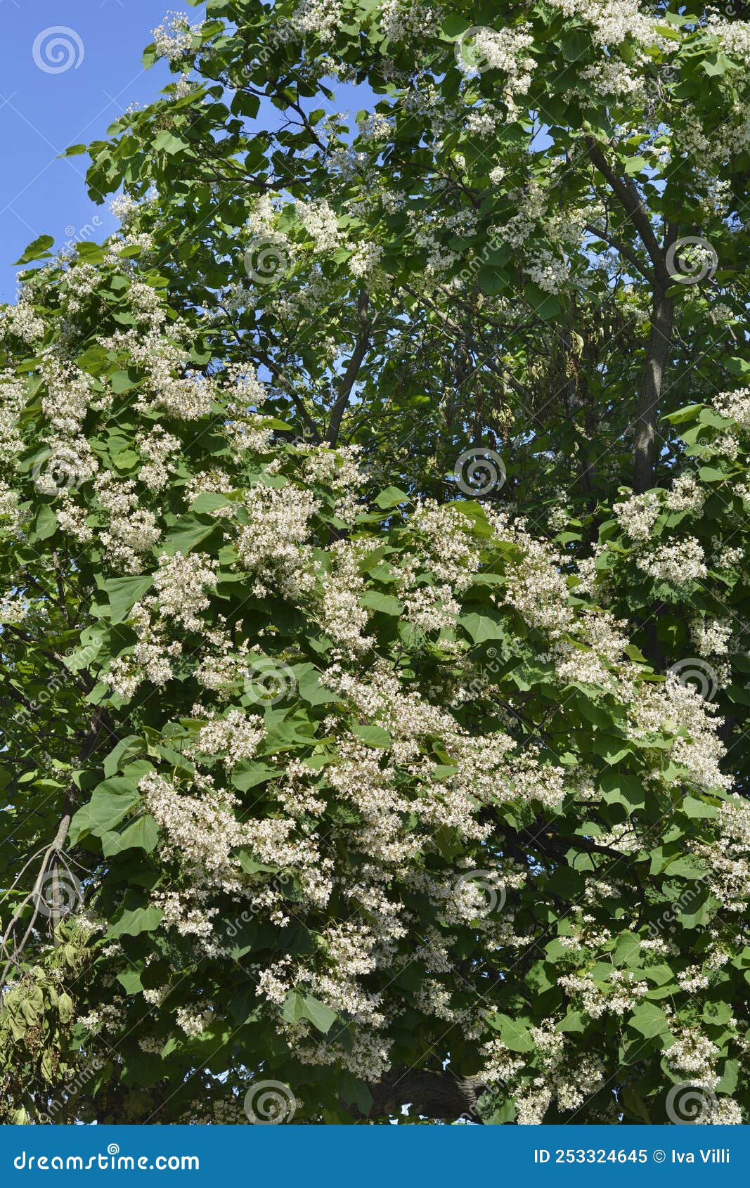 Catalpa commun image stock. Image du commun, jardin - 253324645