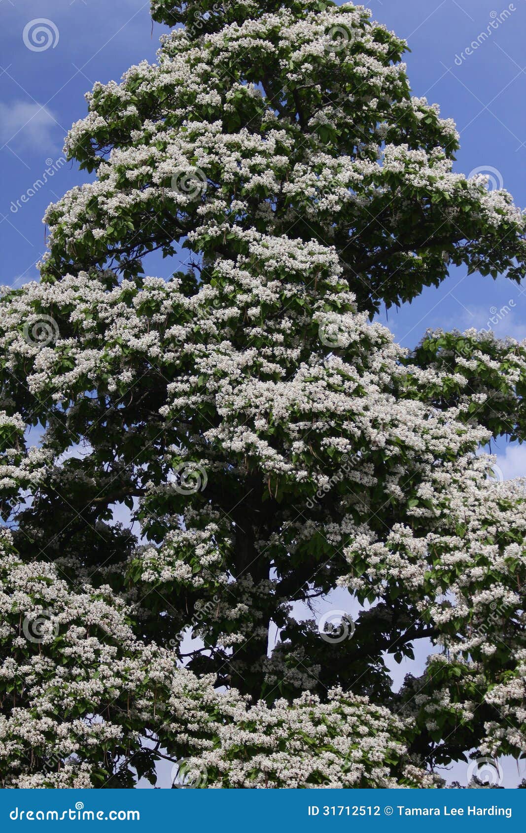 Catalpa Tree stock photo. Image of blossom, retail, landscaping - 31712512