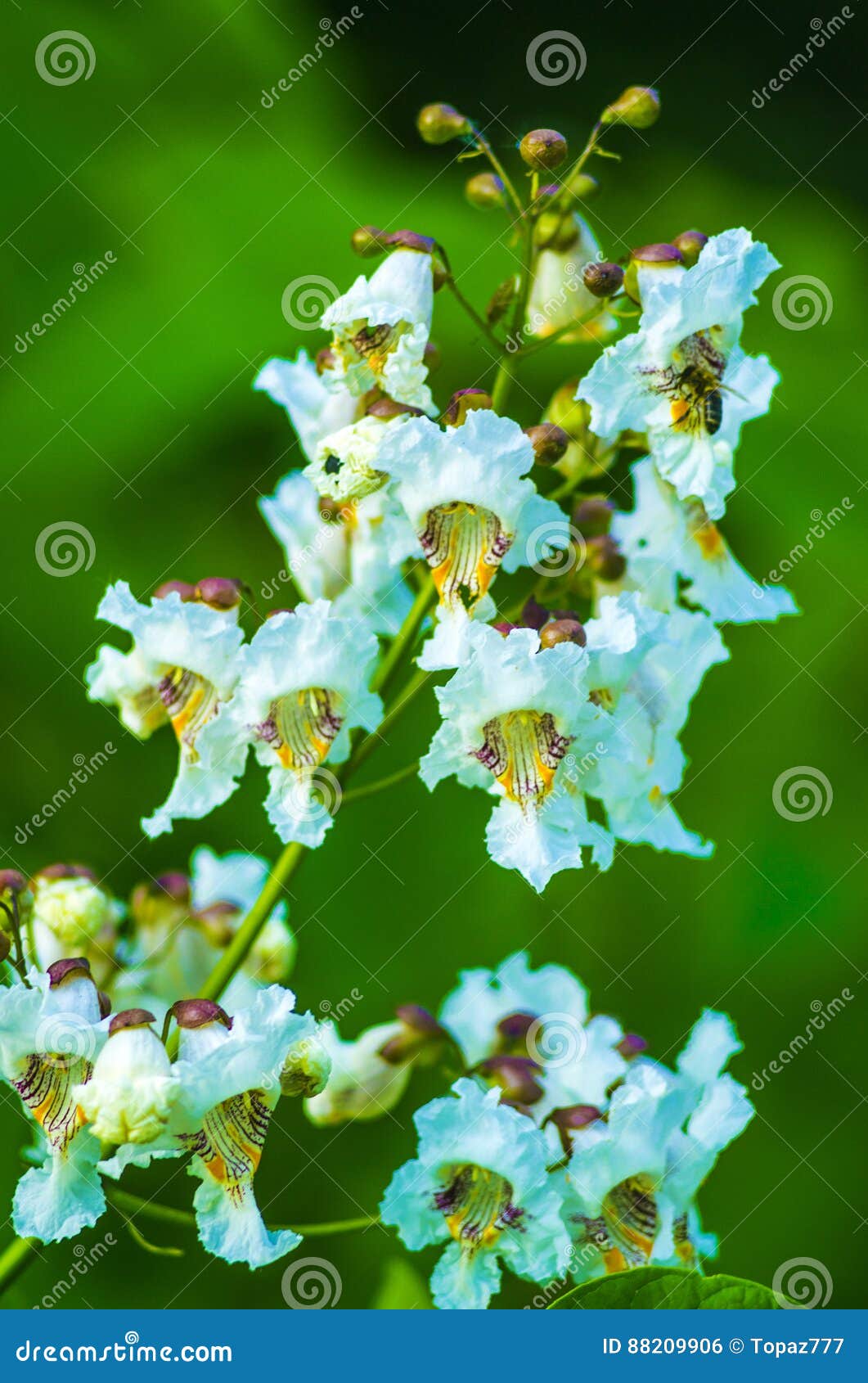 Catalpa Tree Blooms. Catalpa Stock Photo - Image of spring, catalpa ...