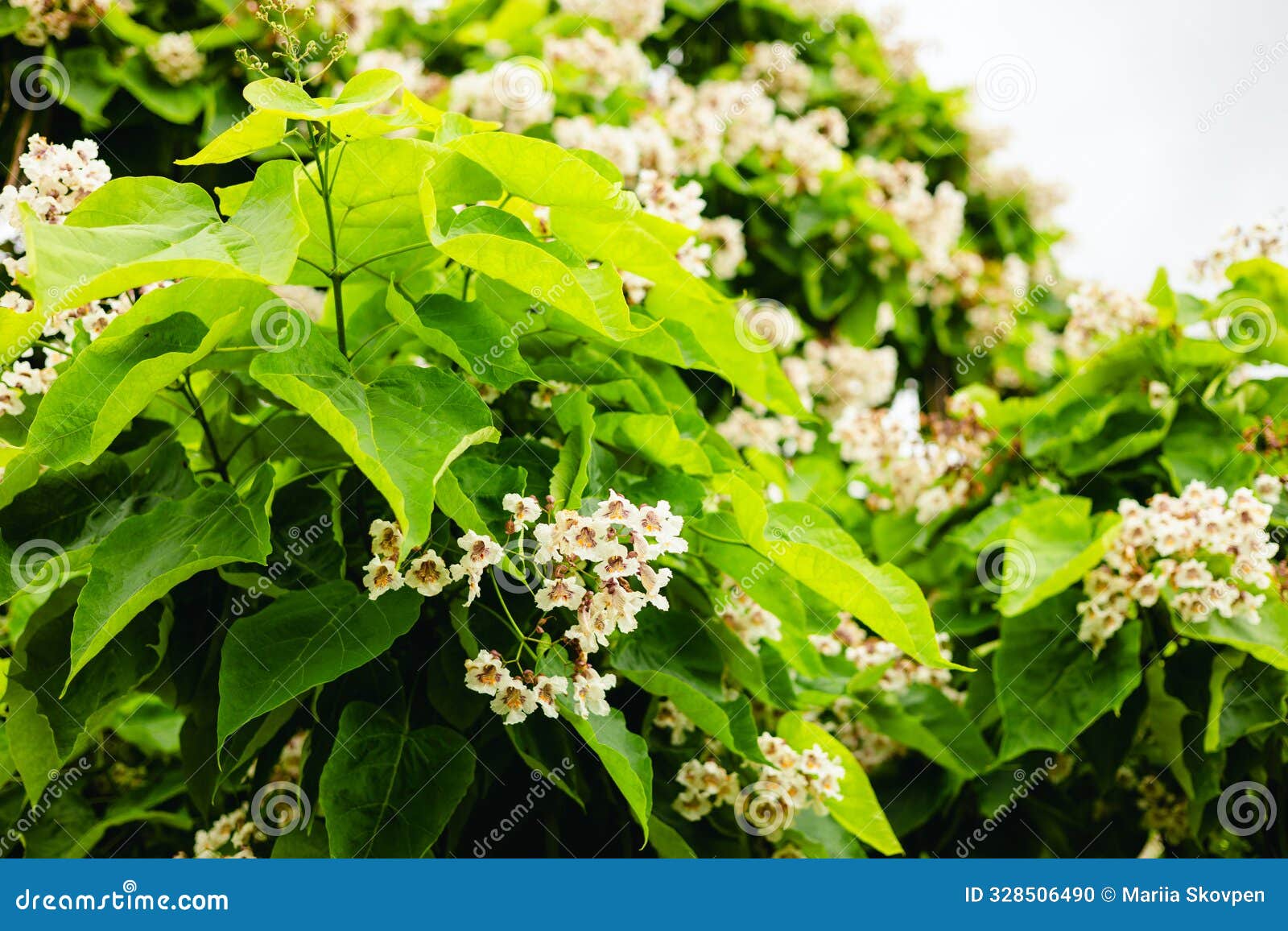 Catalpa Tree Blossom. Beautiful Tree Bloom. Close Up. Spring Time Stock ...