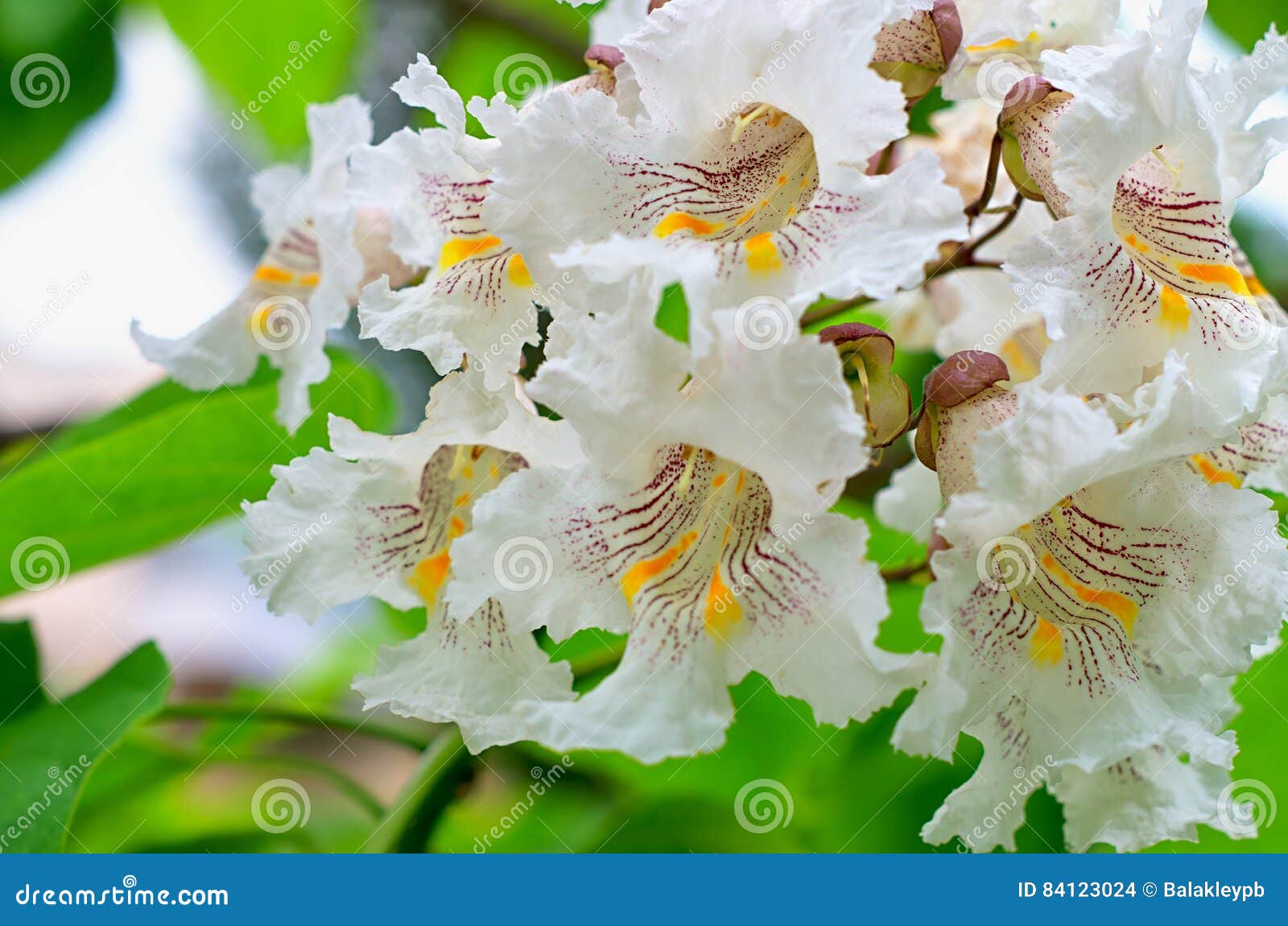 Catalpa Tree Stock Photo | CartoonDealer.com #154786890
