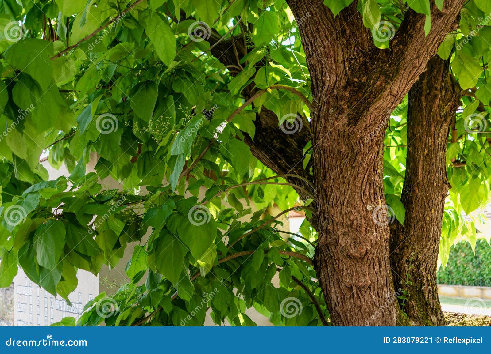 Catalpa Tree with Leaves, Catalpa Bignonioides, Catalpa Speciosa or ...