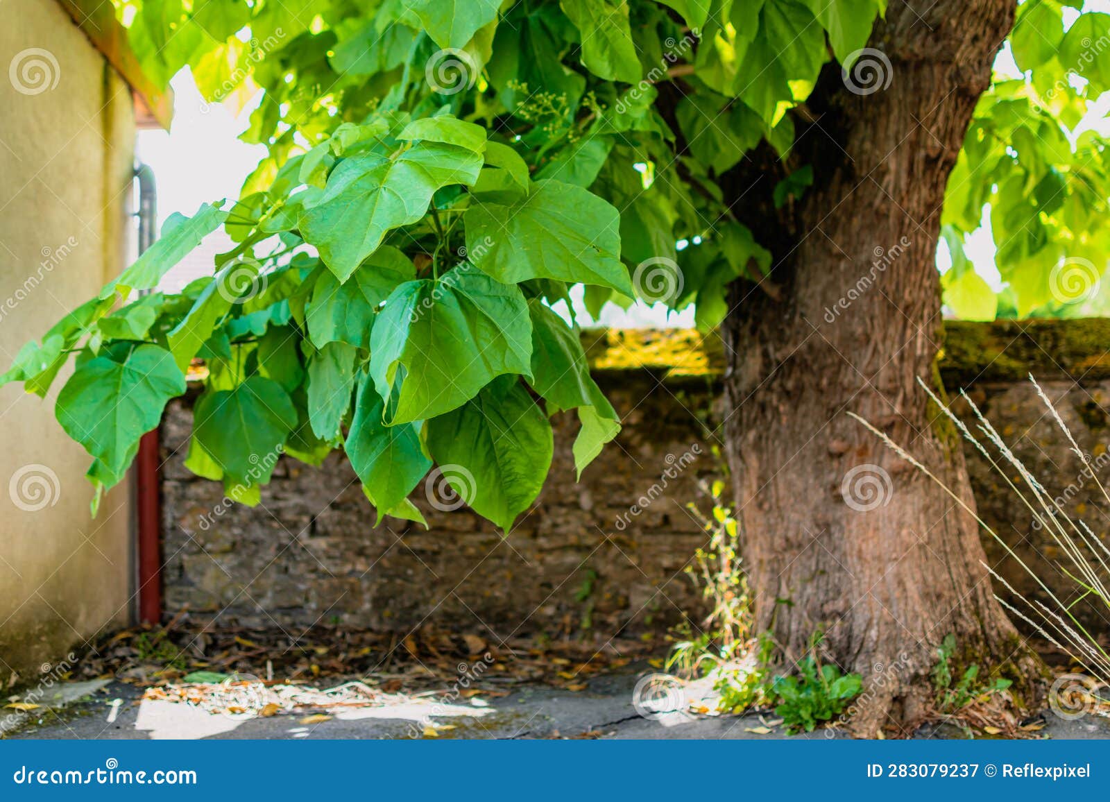 Catalpa Tree with Leaves, Catalpa Bignonioides, Catalpa Speciosa or ...