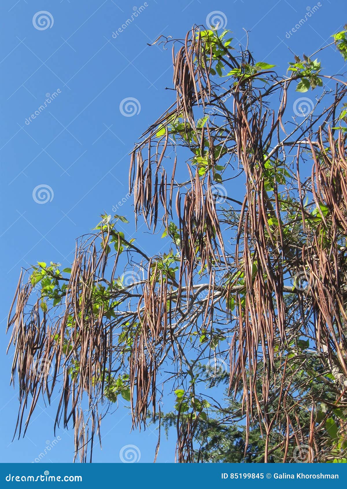 Catalpa tree with pods stock image. Image of leaf, brown - 85199845