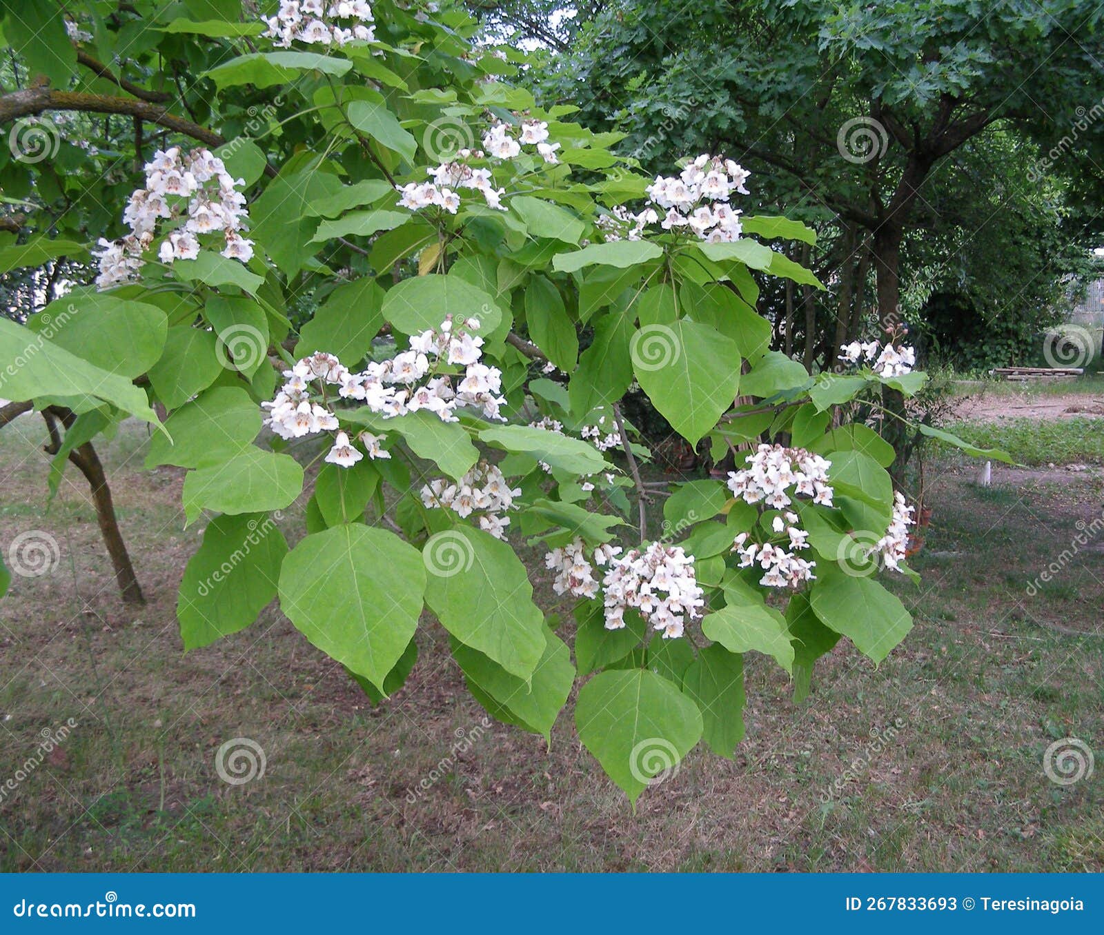Catalpa Tree Scient. Class. Bignoniaceae Stock Image - Image of tree ...