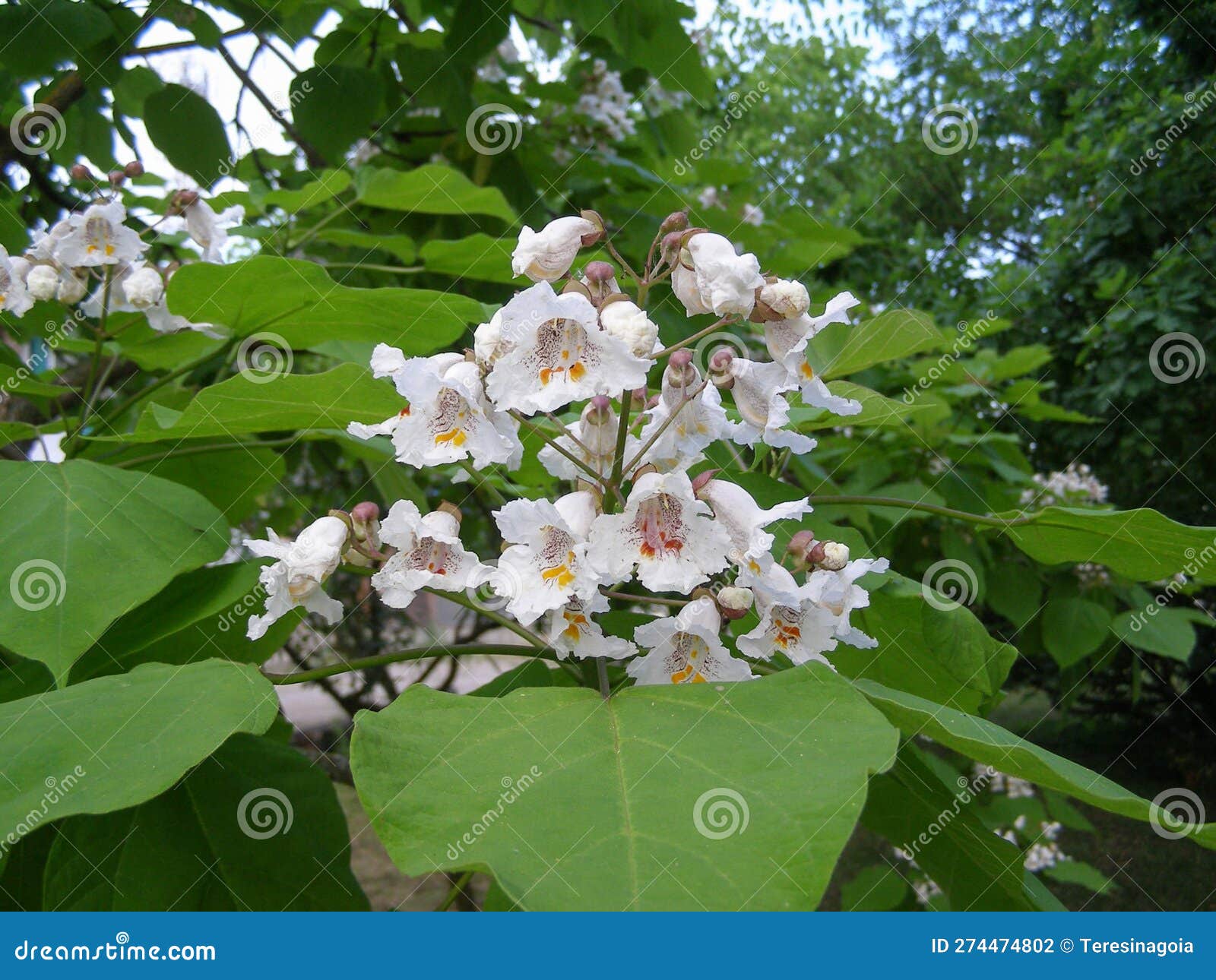 Catalpa Tree Scient. Class. Bignoniaceae Stock Photo - Image of plant ...