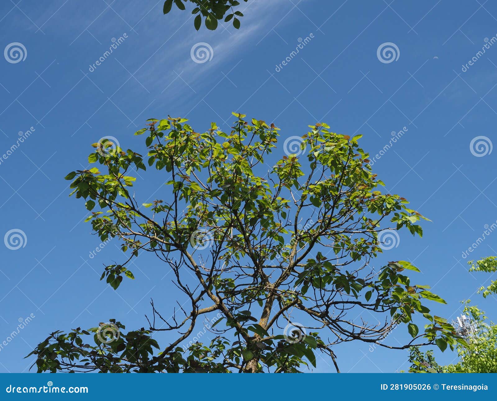 Catalpa Tree Scient. Class. Catalpeae Stock Photo - Image of nature ...