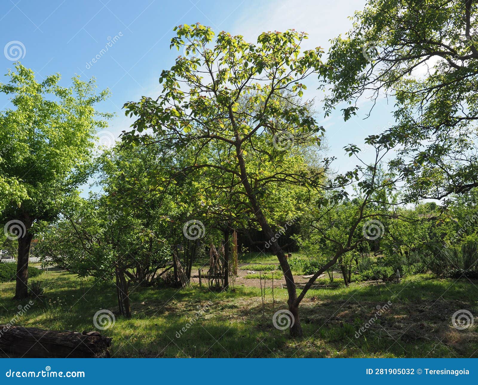 Catalpa Tree Scient. Class. Catalpeae Stock Photo - Image of leaves ...